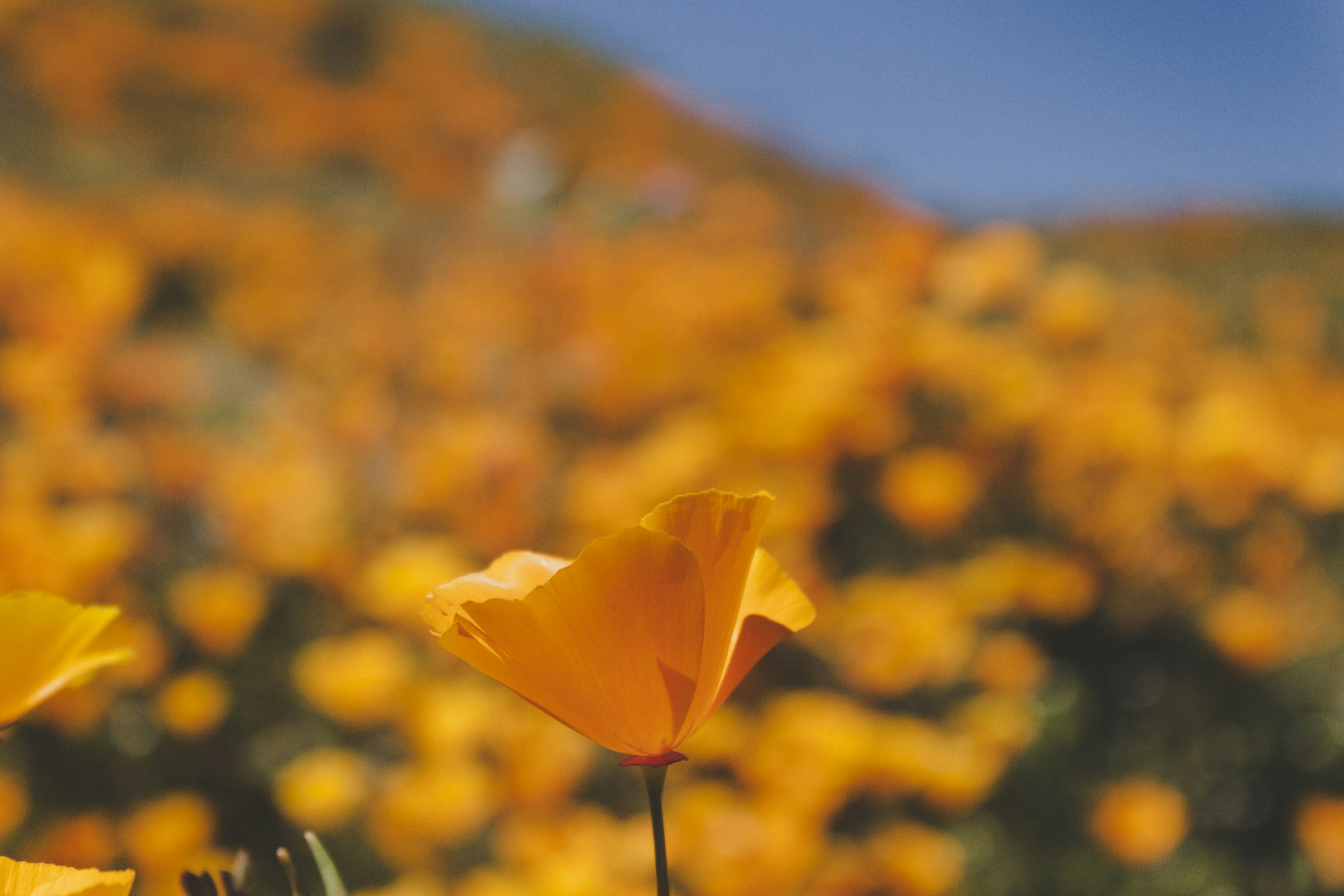 Lone Poppy in a Sea of Amber: A Focused Moment