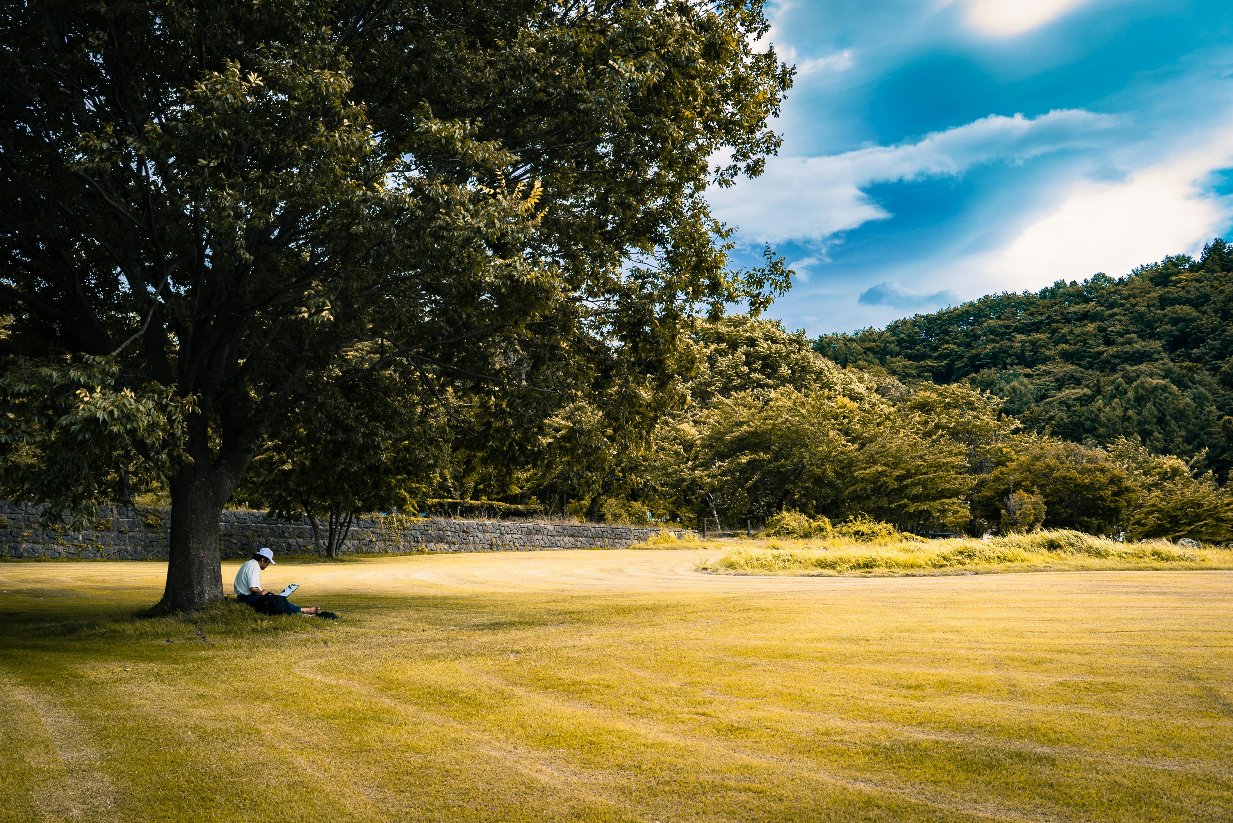 Shade and Sun: a Quiet Moment Beneath an Ancient Tree