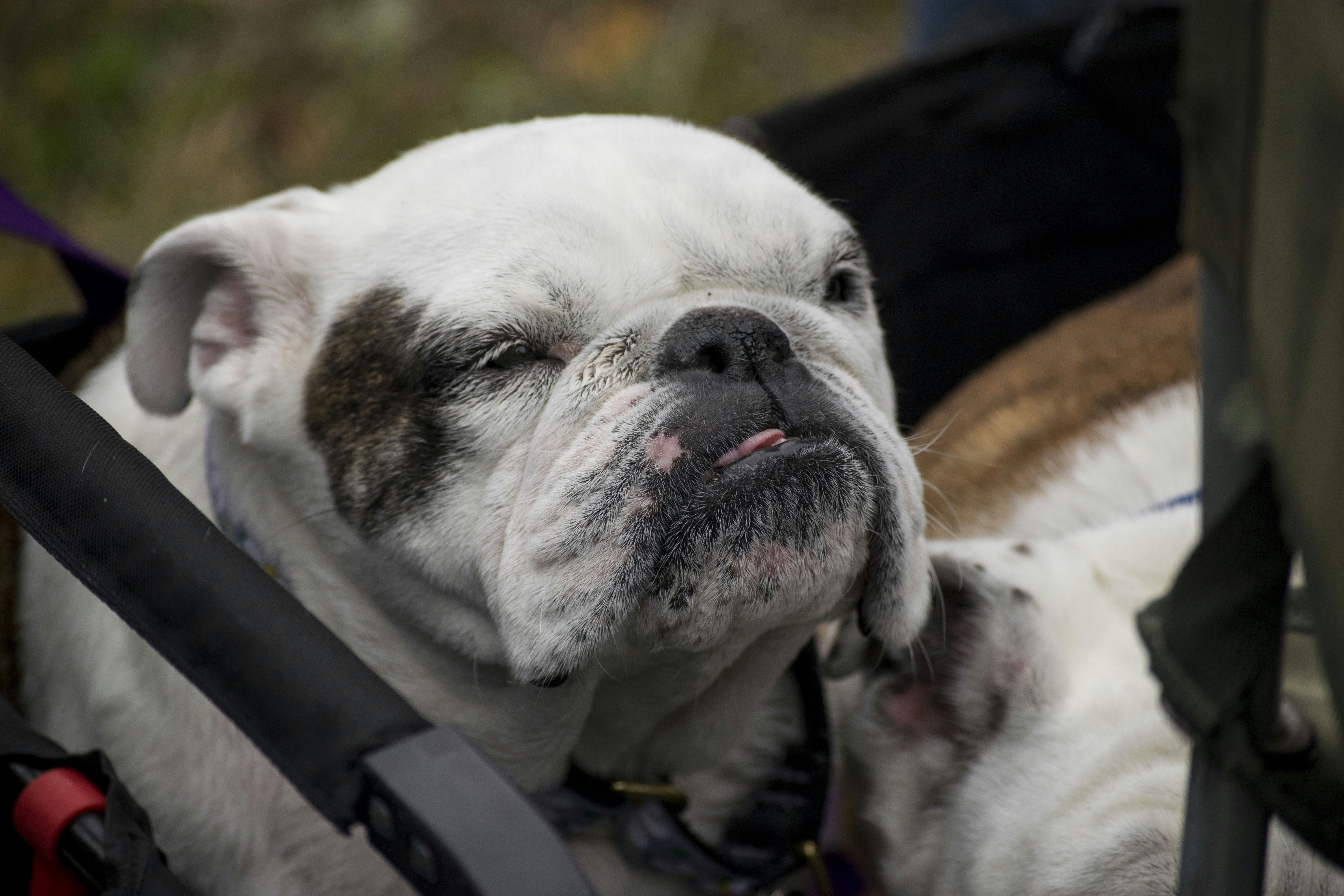 Content Bulldog in Close-Up Under Shade