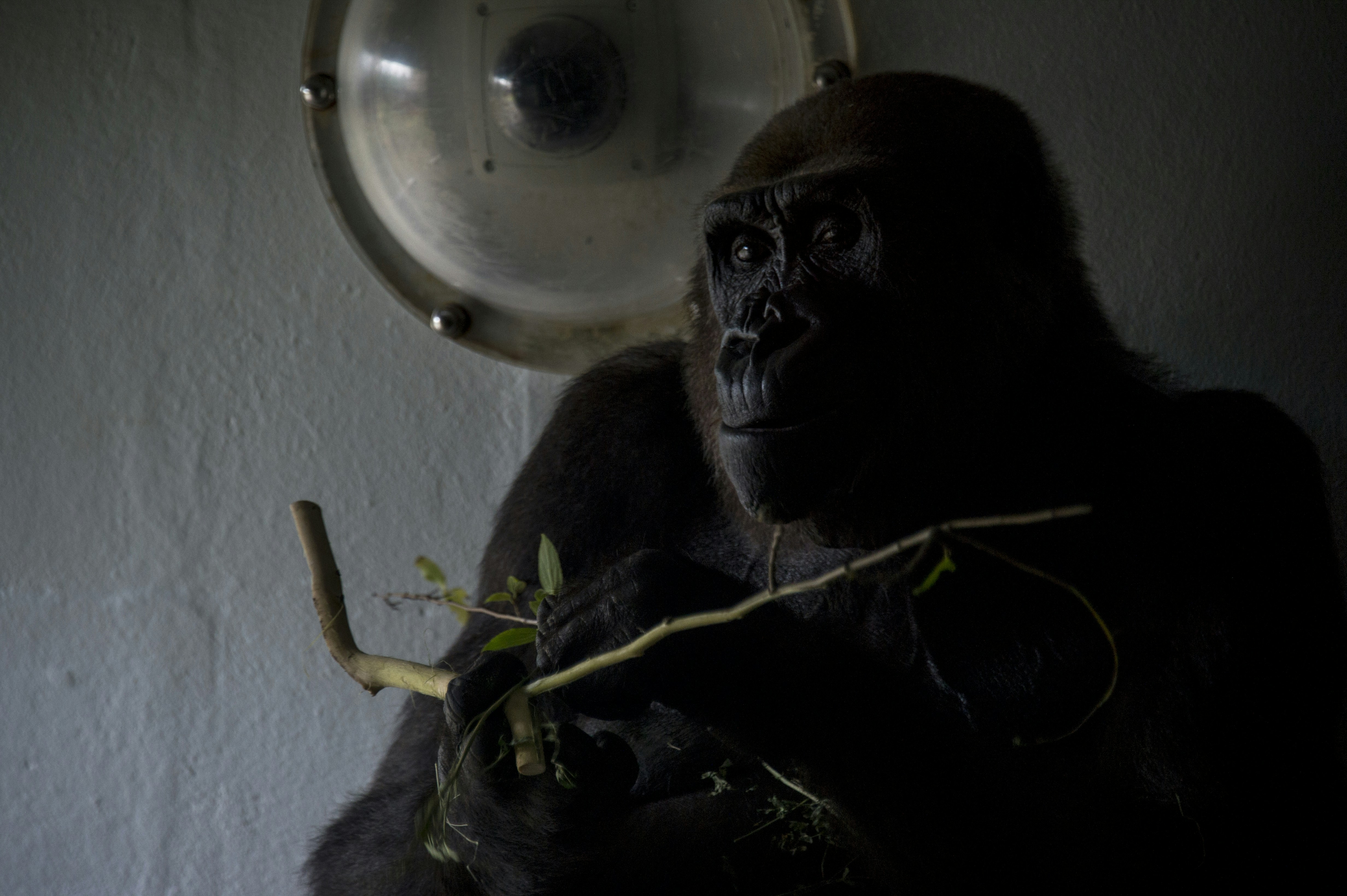 The Invisible Gorilla: What are the limits of our attention?