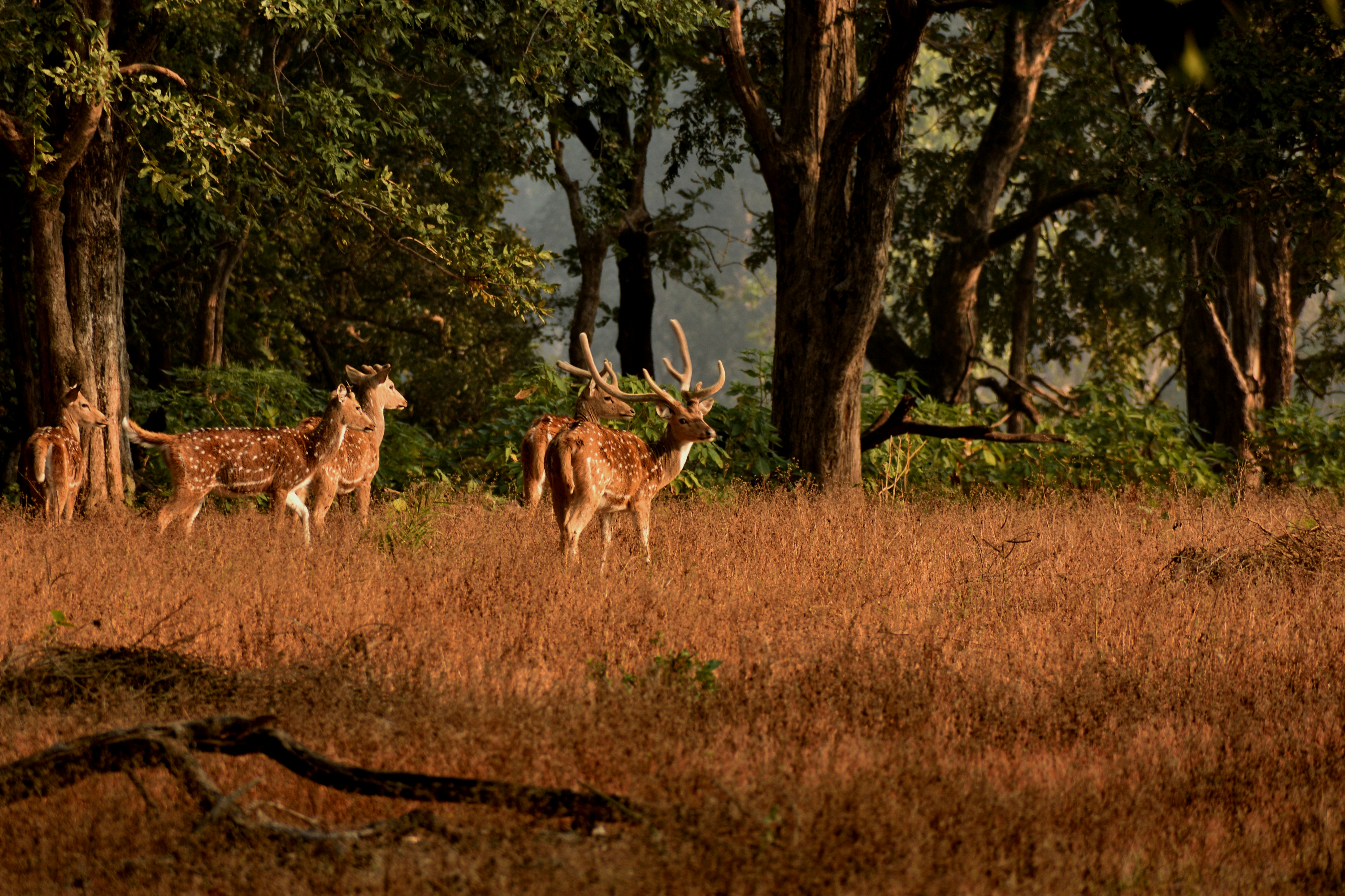 Golden Hour Herd: A Stag Leads Through the Sunlit Forest Glade