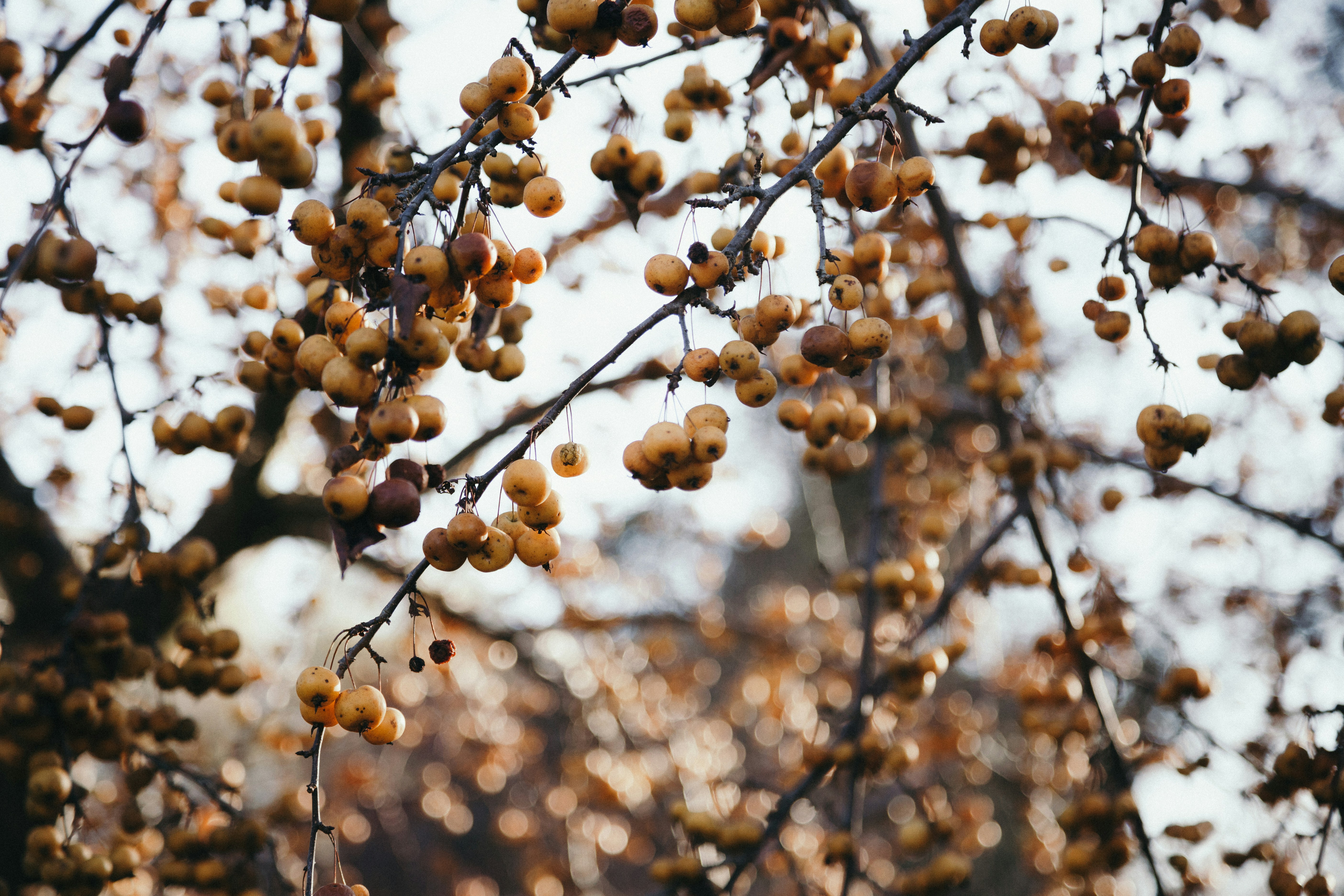 Clusters of small, golden fruits hanging from branches, surrounded by a soft, blurred background of autumn foliage. The scene evokes a sense of seasonal abundance.