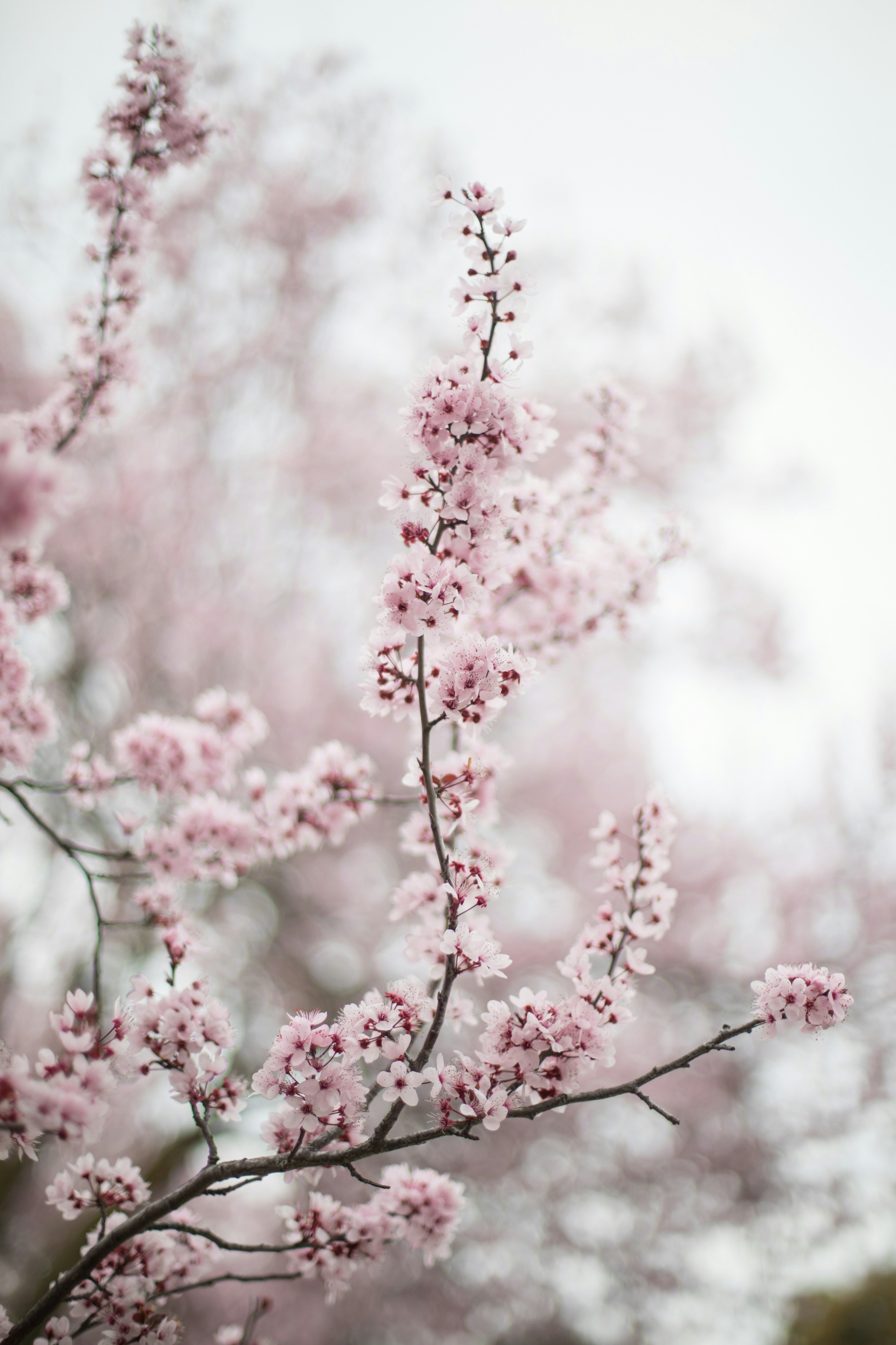 Spring Aesthetic Wallpapers You Can Download For Free — Thrive In Style