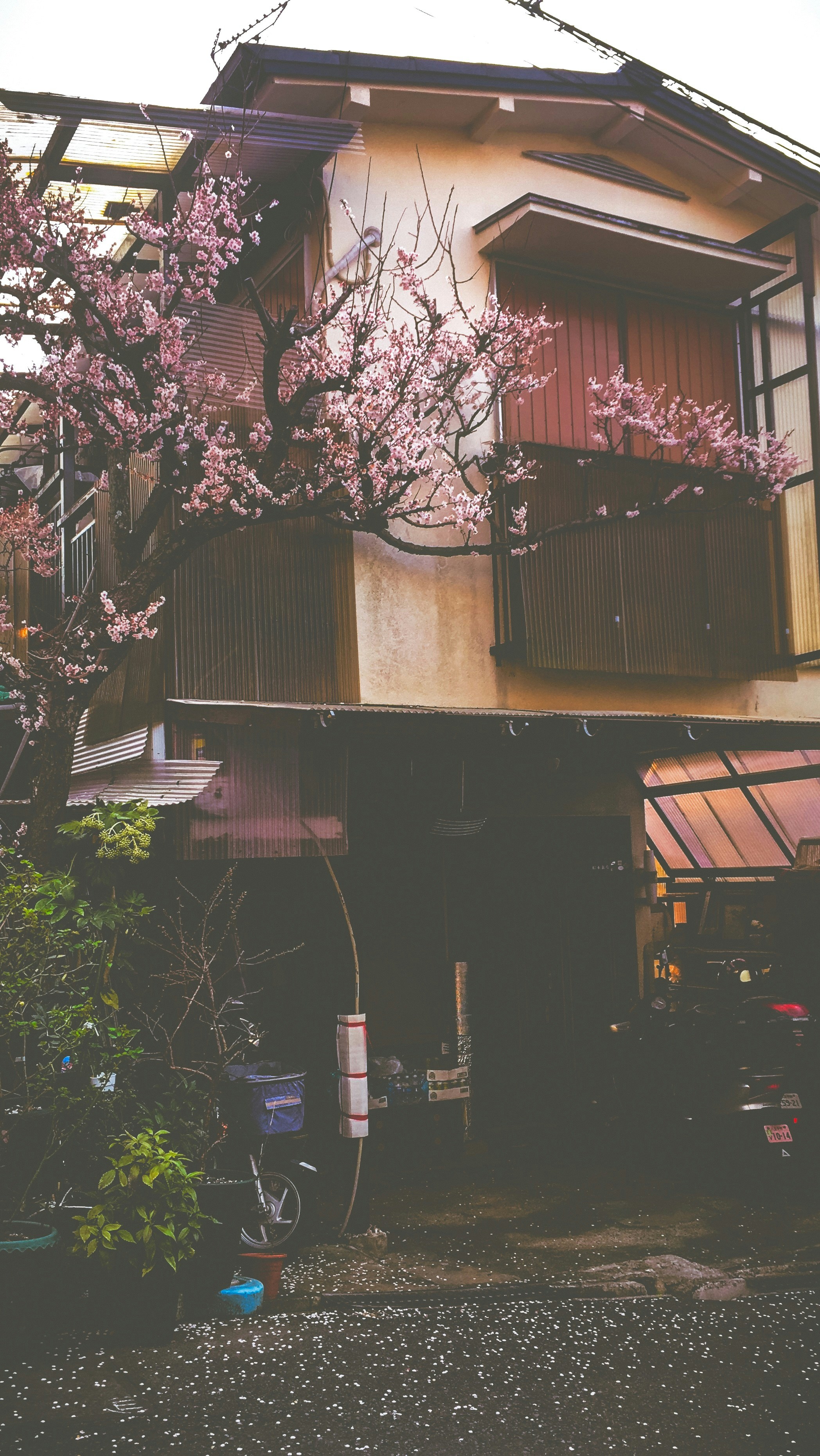 Cherry blossom tree frames a quaint building with wooden balconies, creating a serene urban atmosphere. Petals cover the ground, hinting at the beauty of spring.