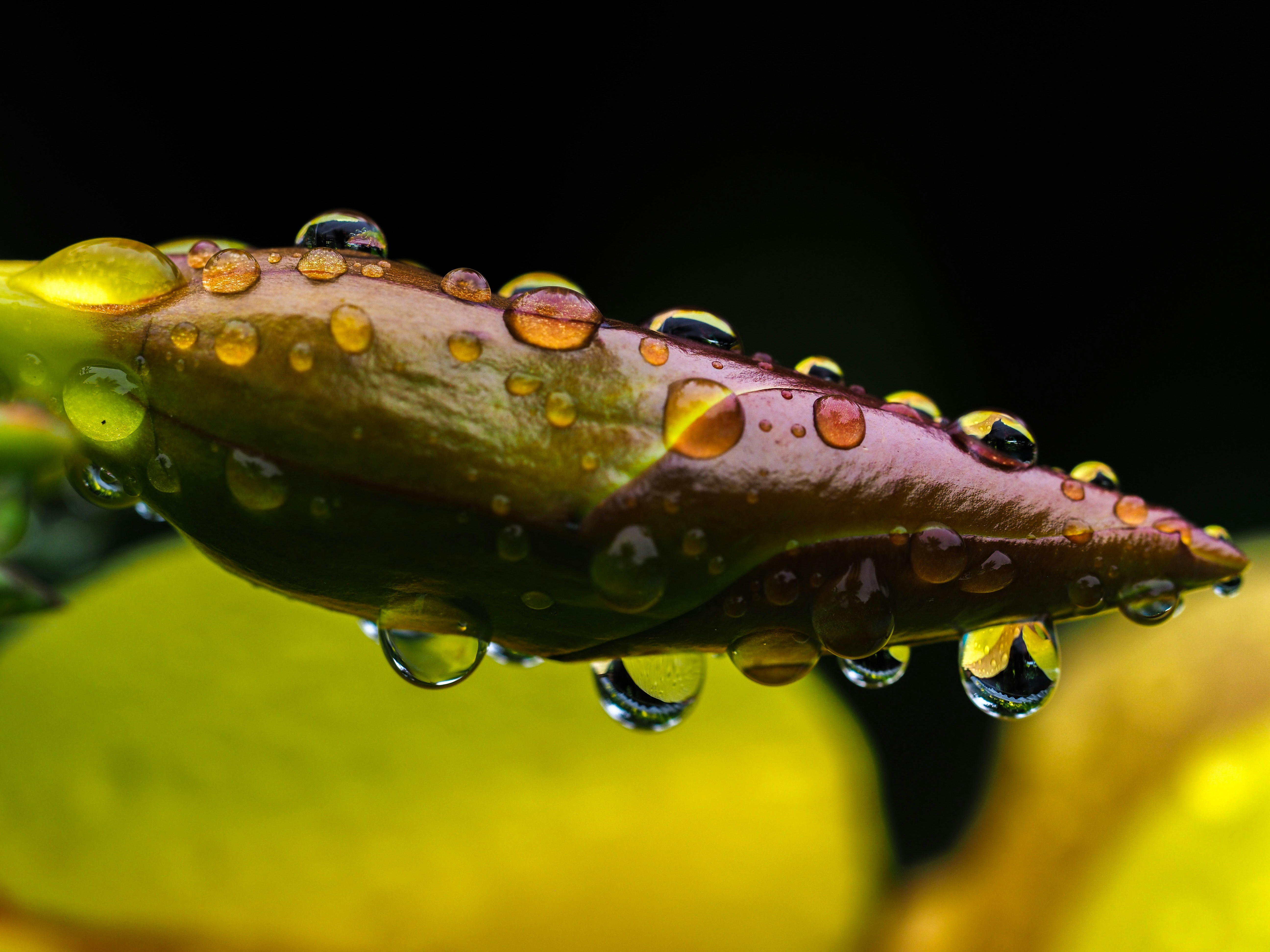 Close-up of a leaf bud adorned with glistening water droplets against a dark background.