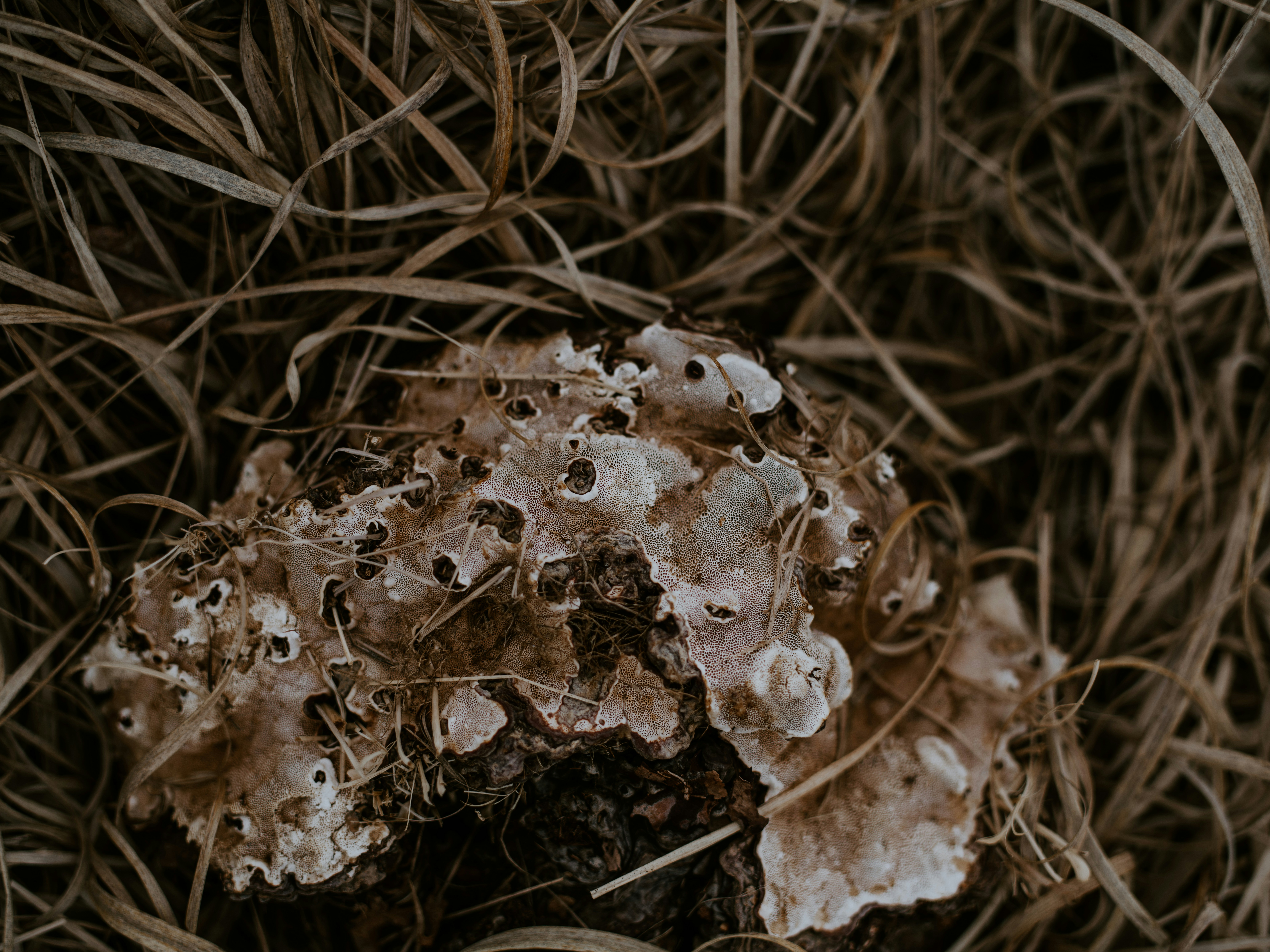 Sepia Stasis: A Weathered Fungus Among Dry Grass