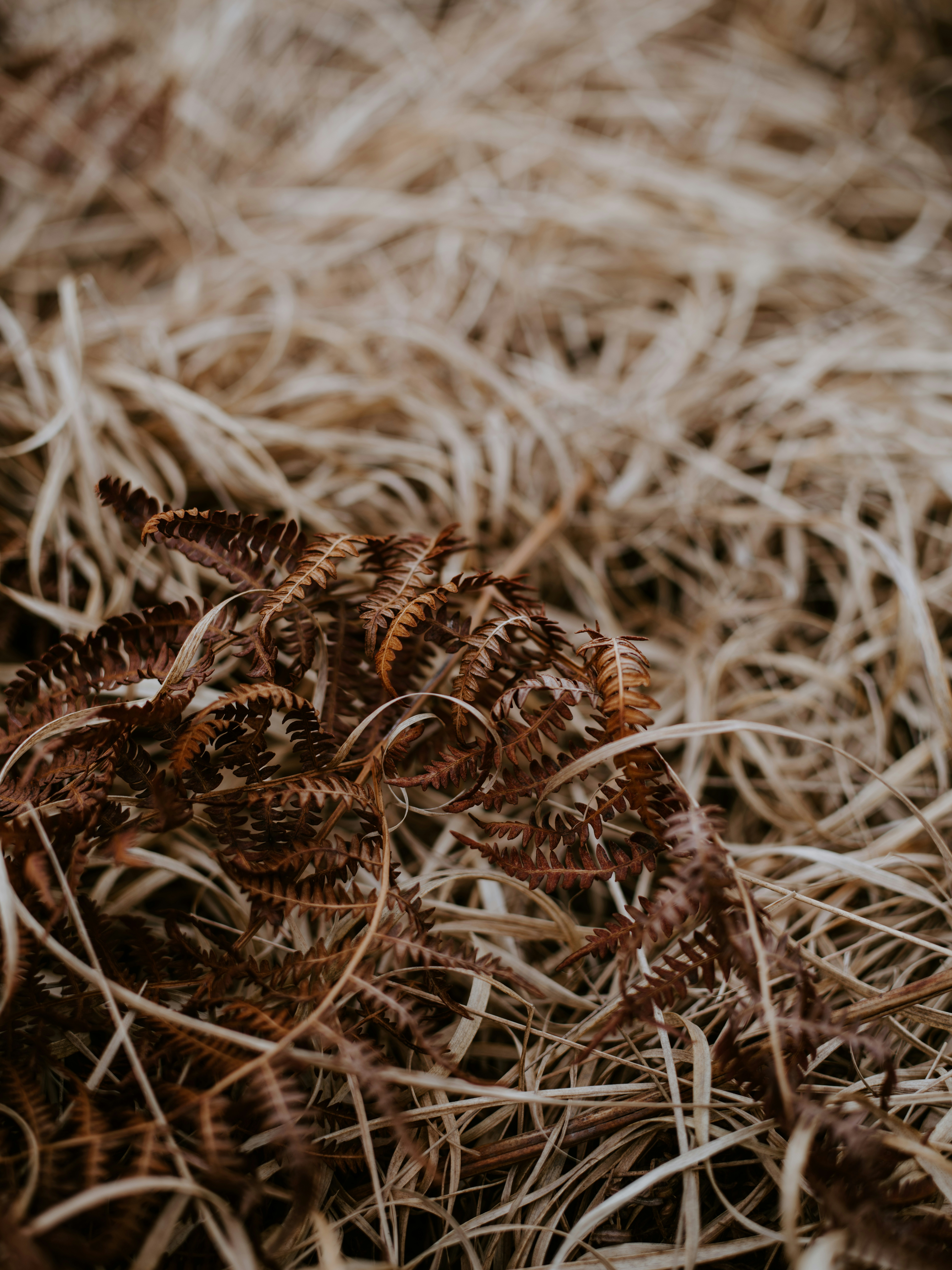 Bronze Fern Fronds Entwined in Dry Grass