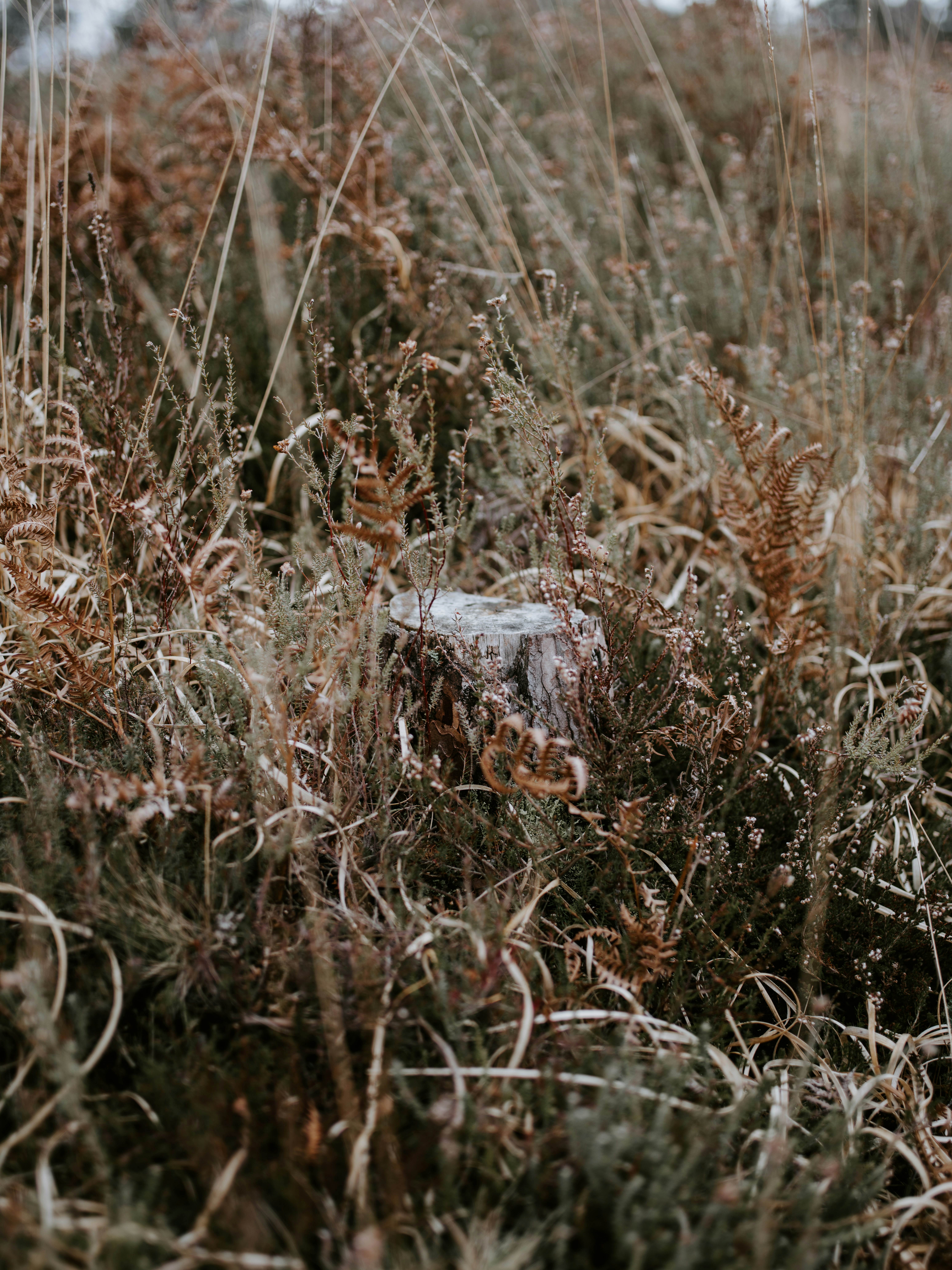 Forest Stump in Quiet Understory