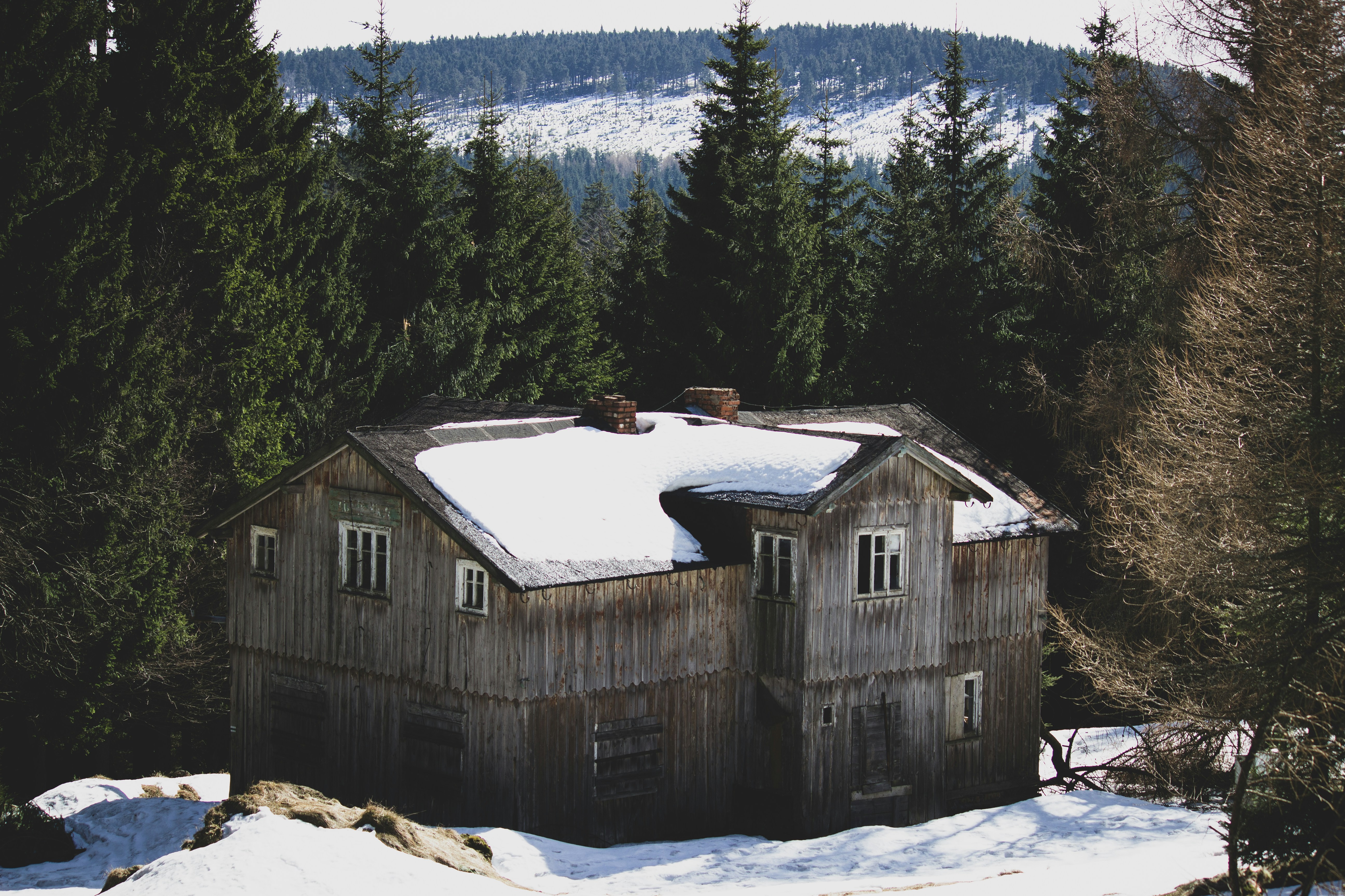 Abandoned wooden cabin partially covered in snow, surrounded by towering evergreens and a distant mountain backdrop.