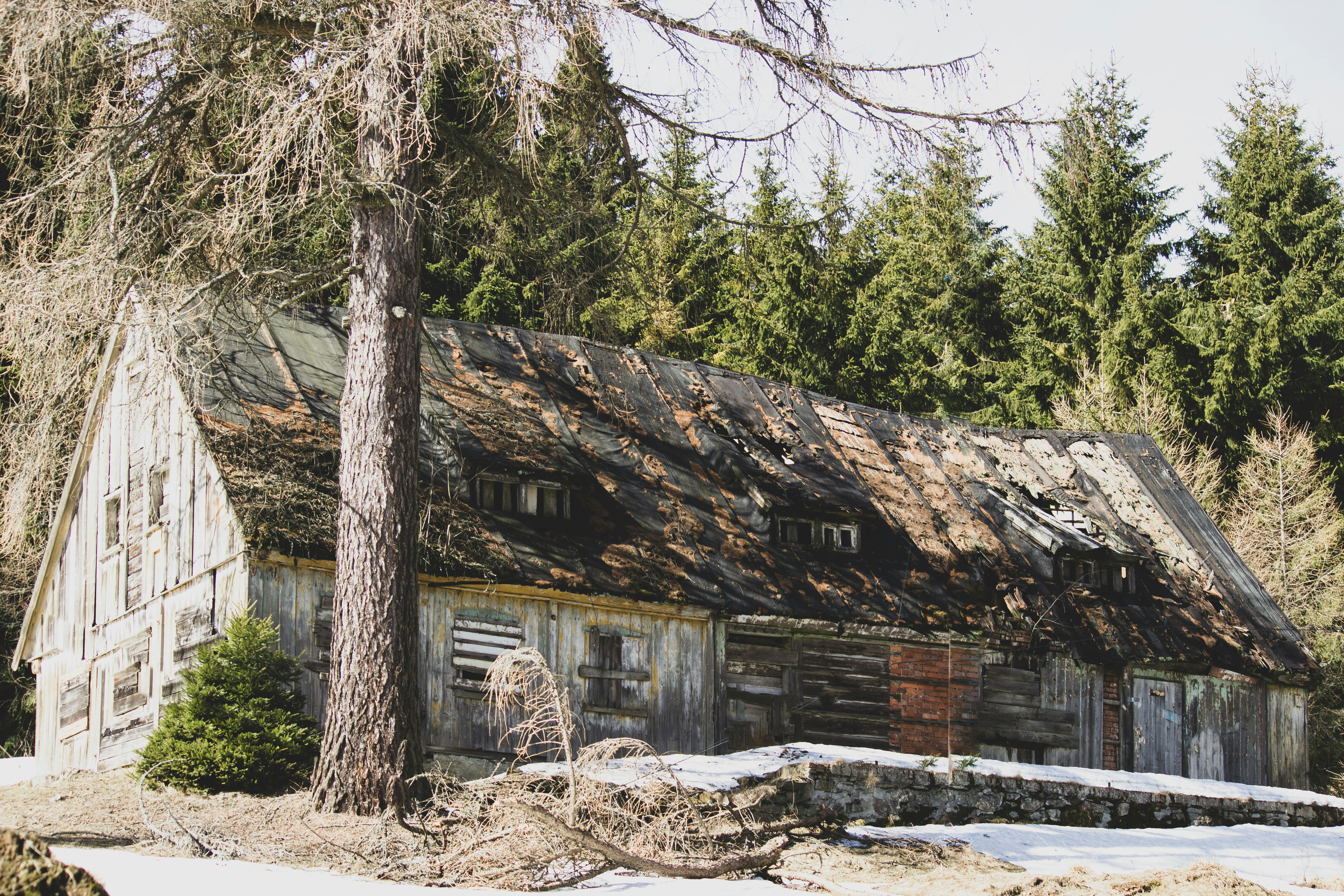 Weathered Cabin Under a Pinescape: Snow and Shadow
