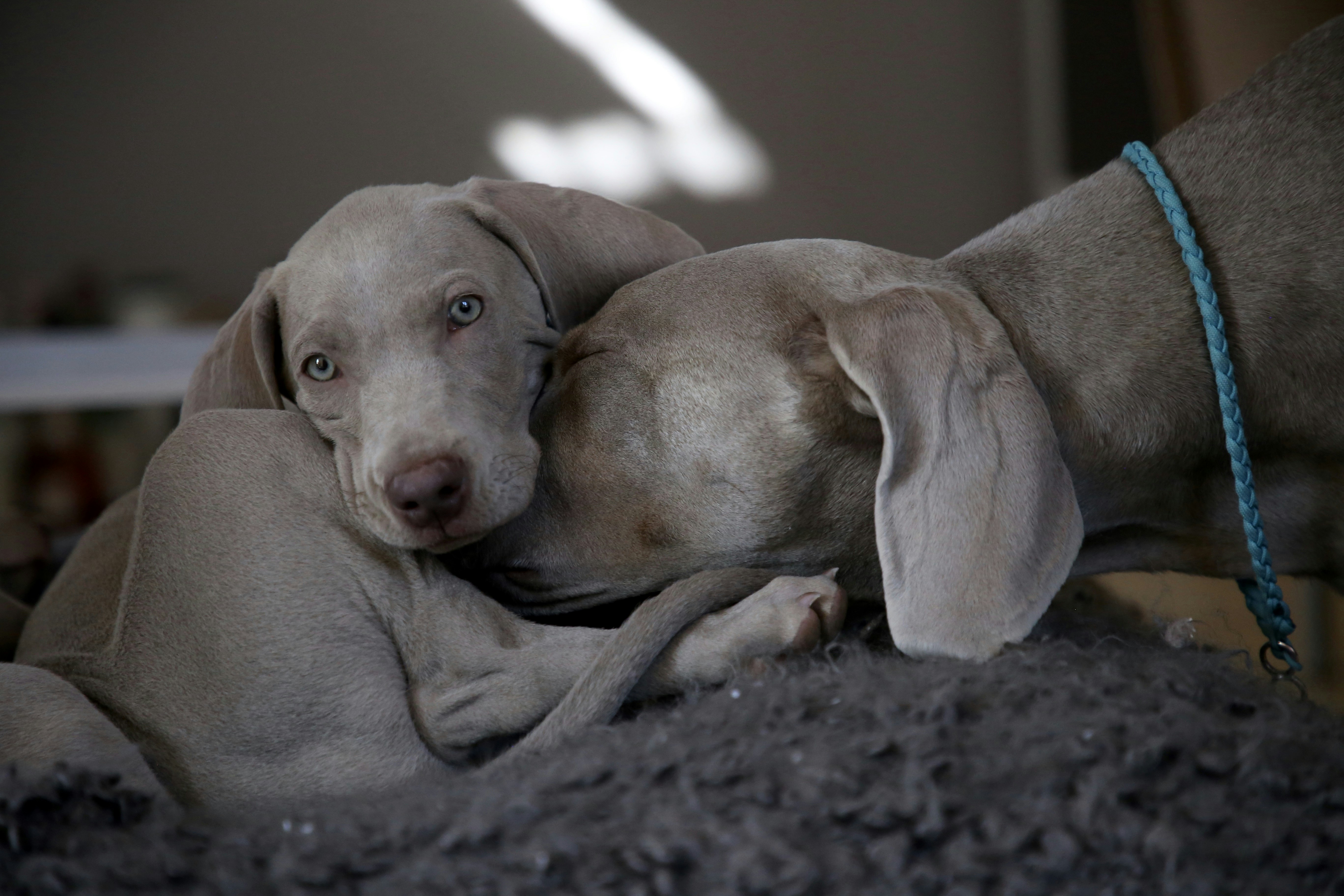 Two gray dogs photo – Free Grey Image on Unsplash