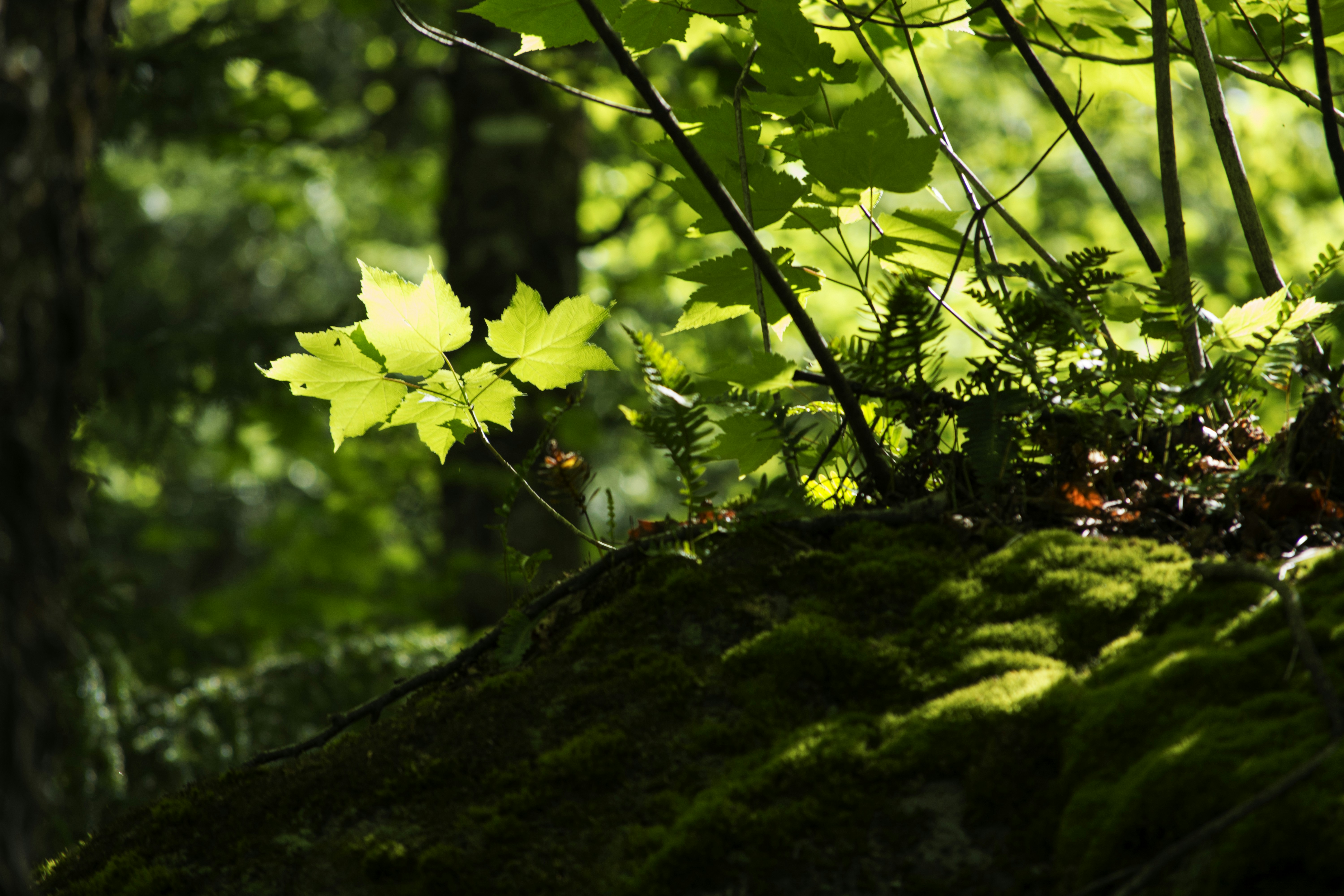 Sunlight filters through vibrant green leaves, illuminating a moss-covered rock in a tranquil forest setting.