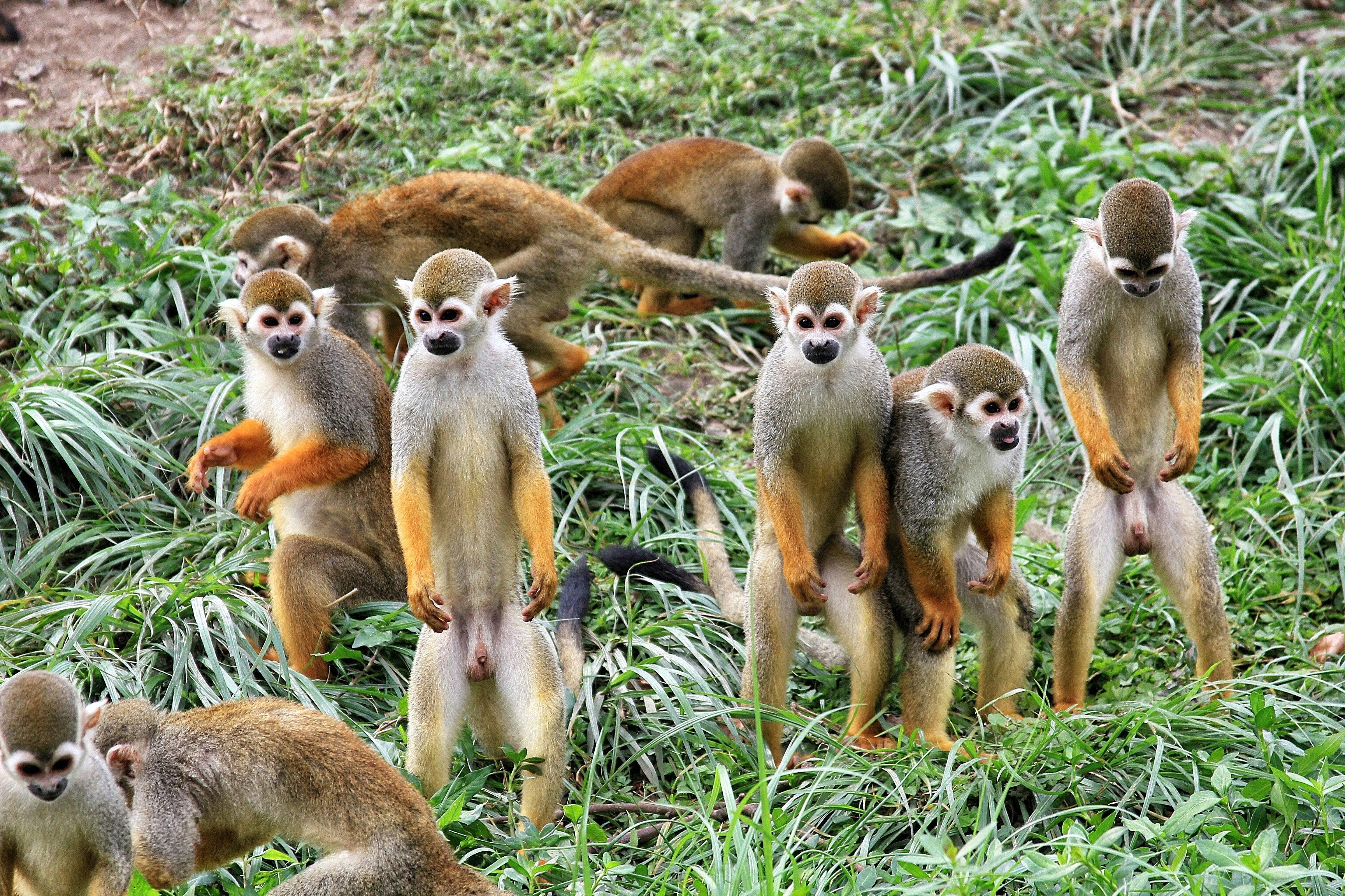 Group of primates photo – Free Shanghai Image on Unsplash