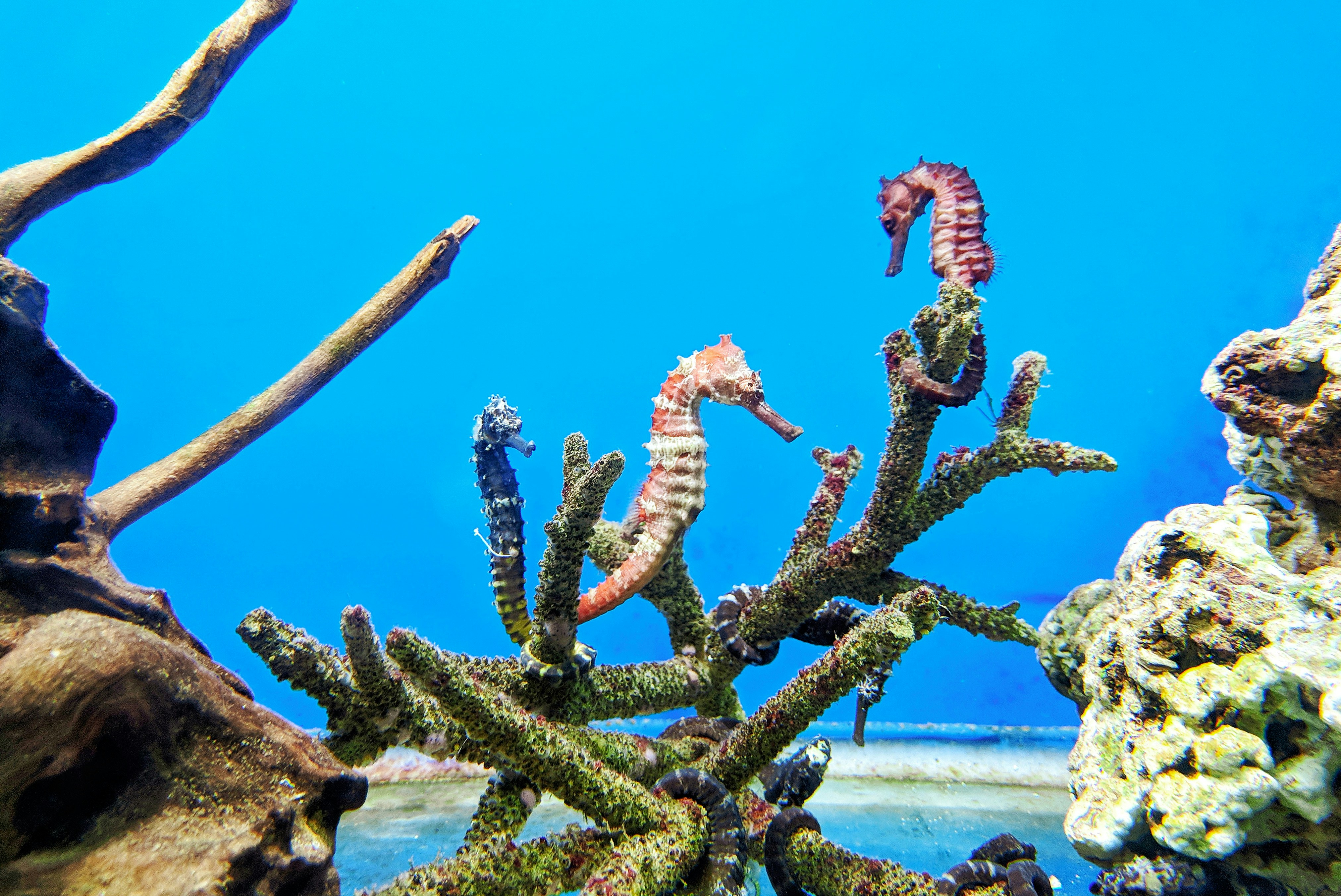 Two seahorses entwined among coral branches in a vibrant underwater scene. The clear blue background enhances the marine life’s delicate features.