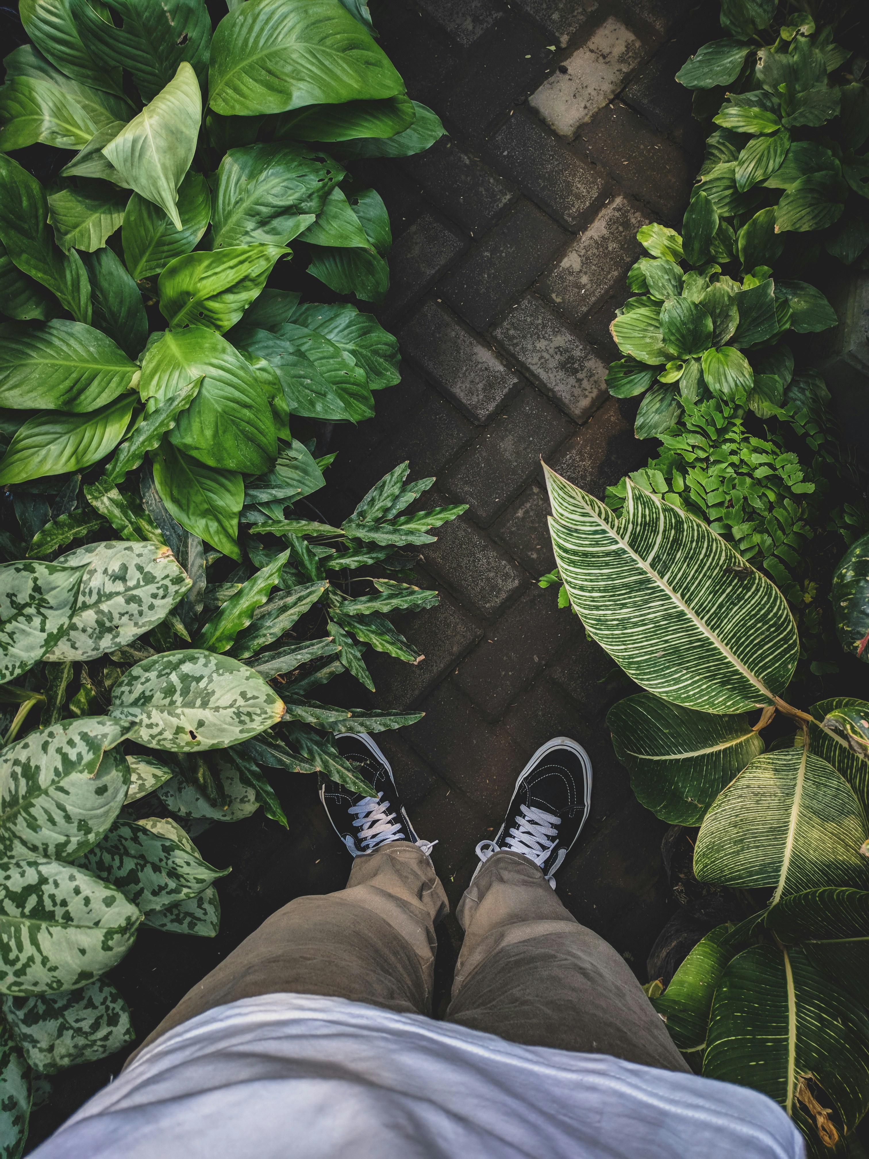 Footsteps Through a Green Corridor