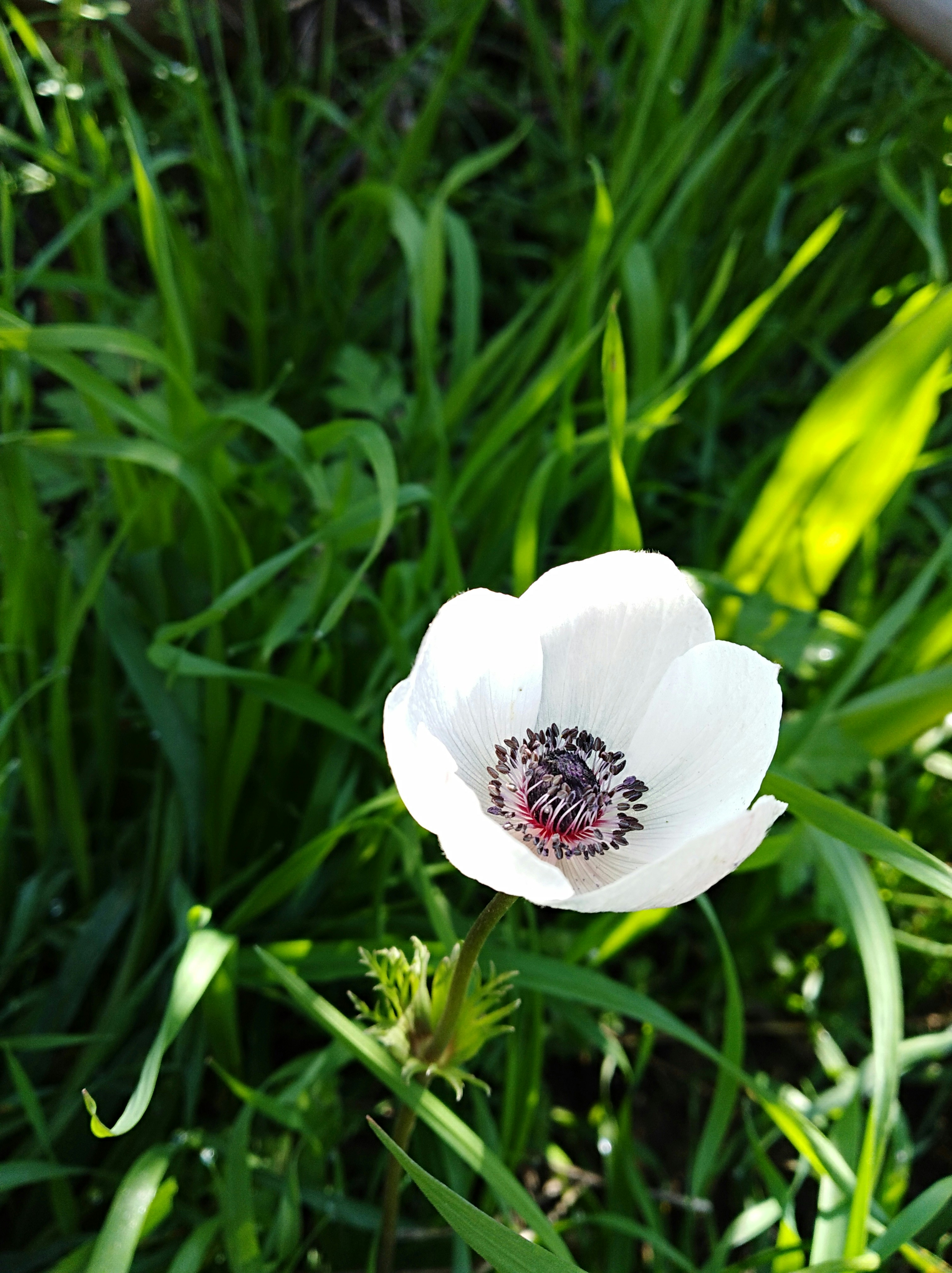 White flower with intricate dark center amidst lush green grass under bright sunlight.