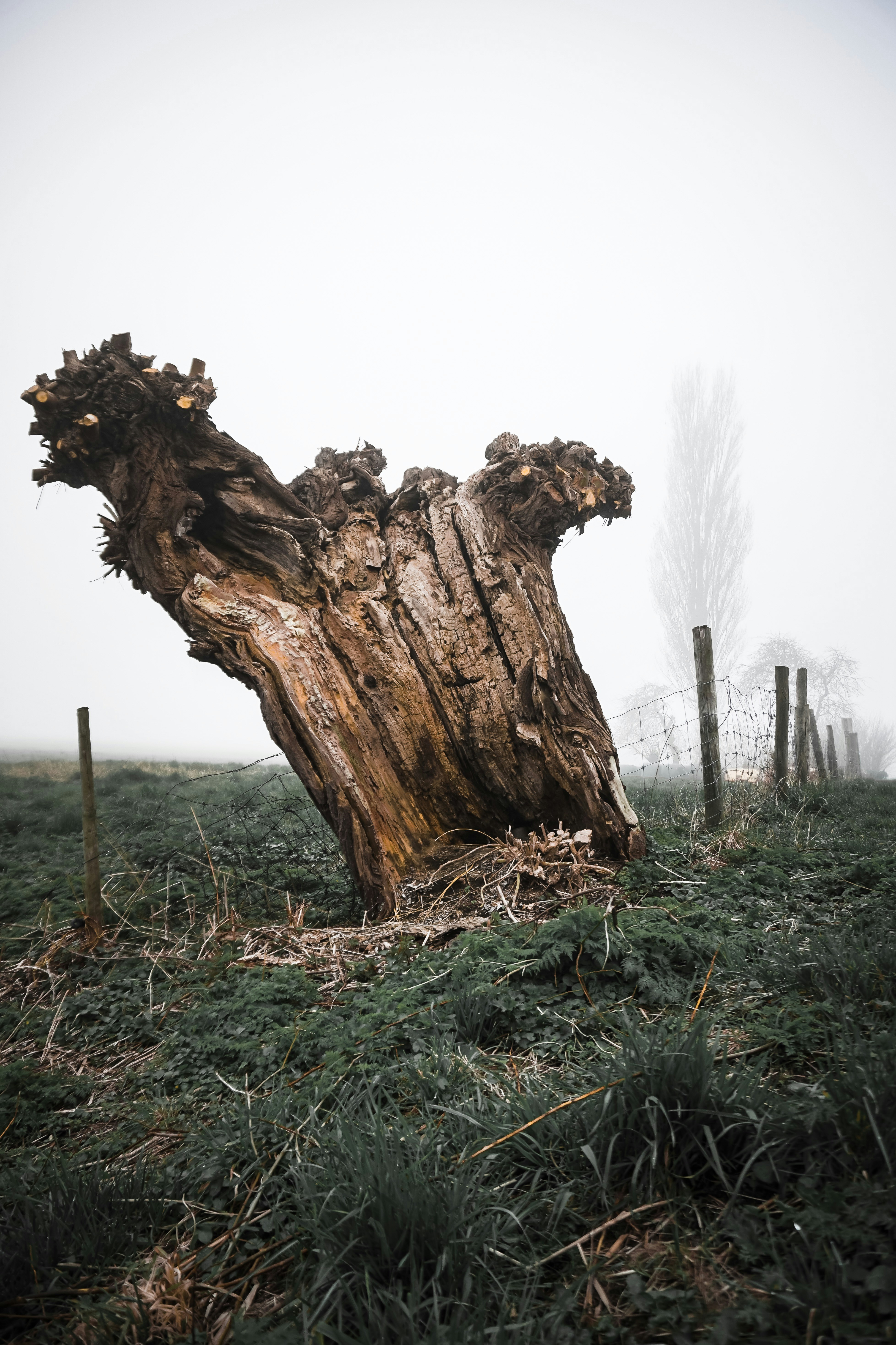 brown drift wood beside barbed wire fence