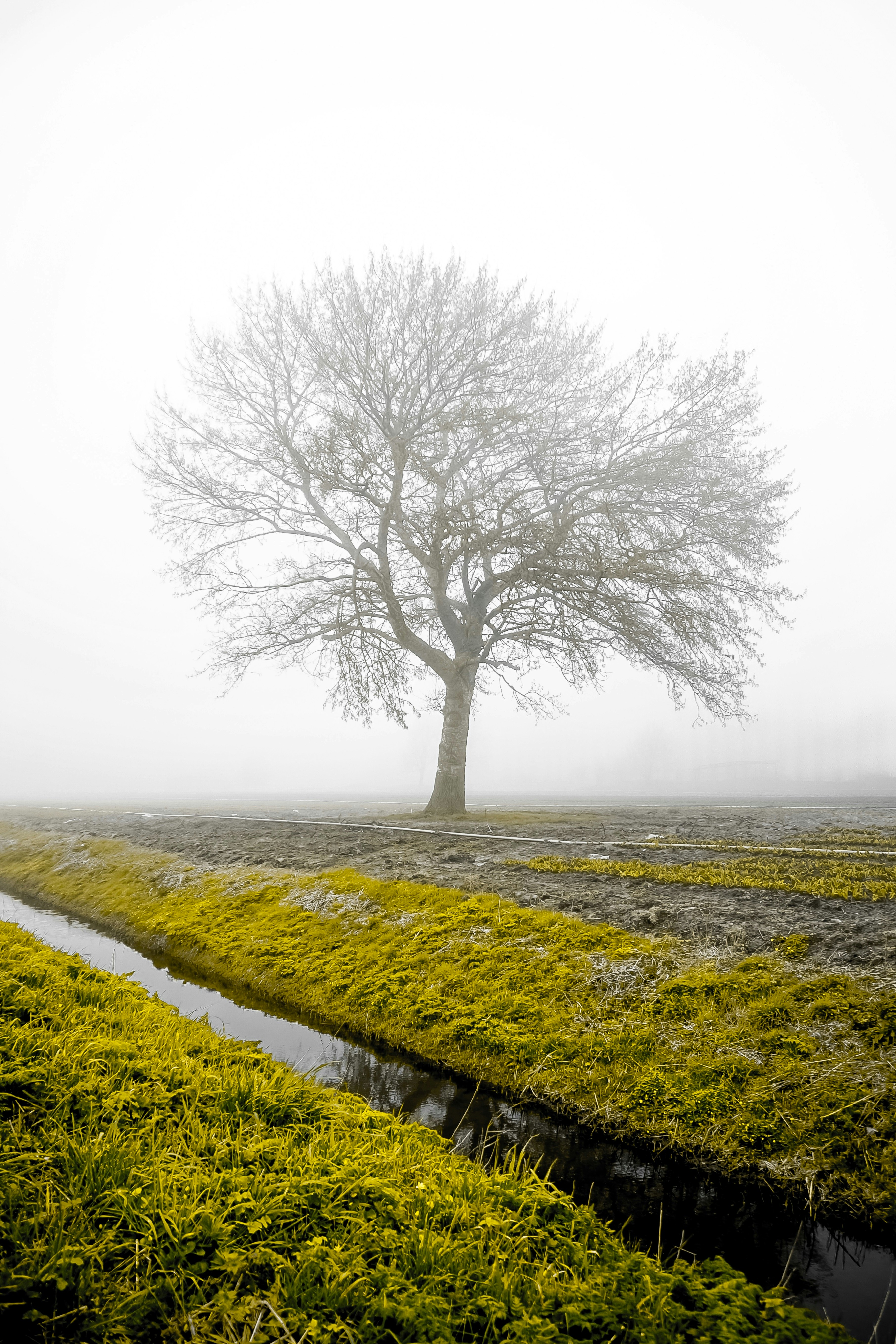Mist-veiled Sentinel: A Solitary Tree Over a Quiet Canal
