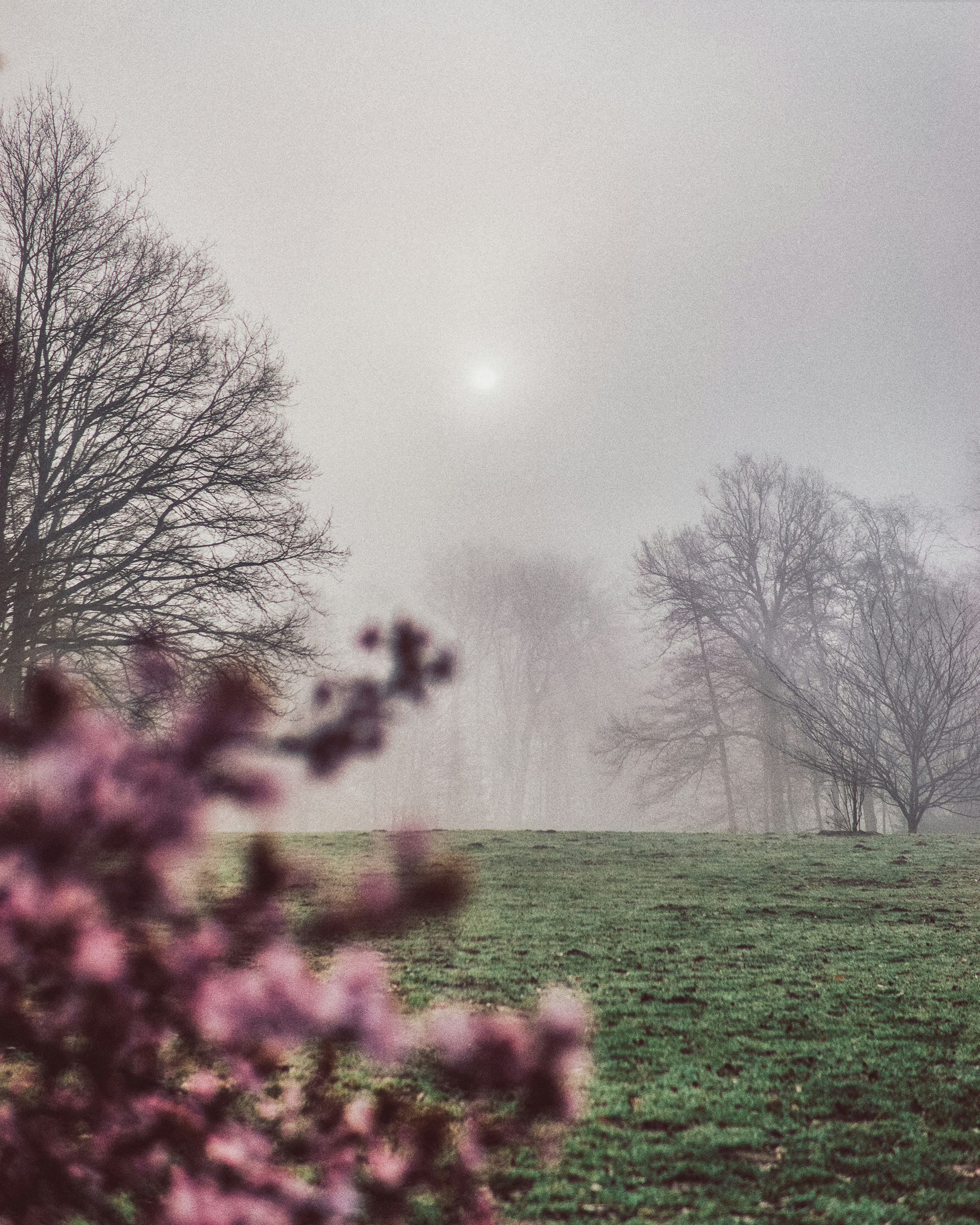Foggy Park at First Light