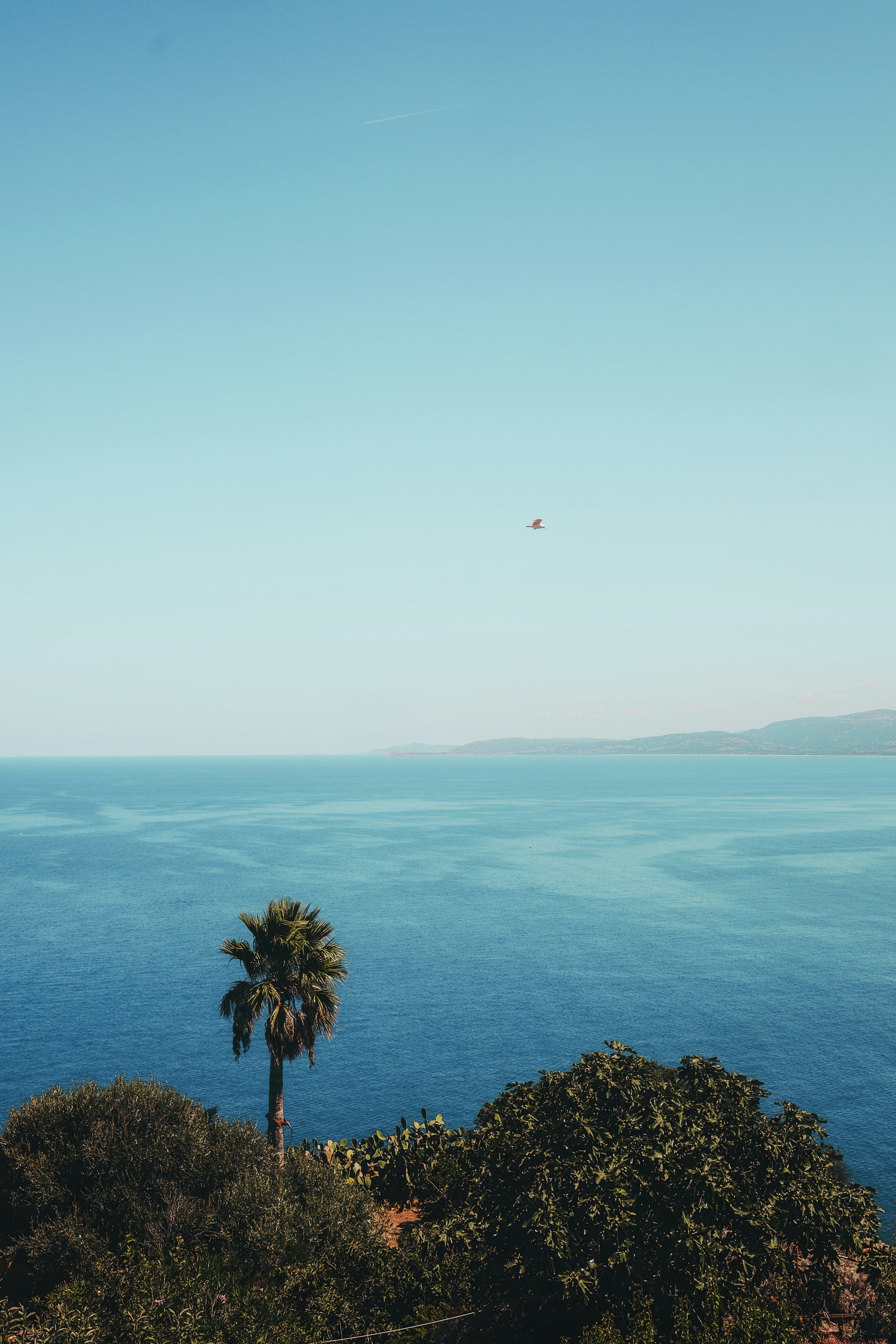 Solitary Seabird Over a Quiet Horizon