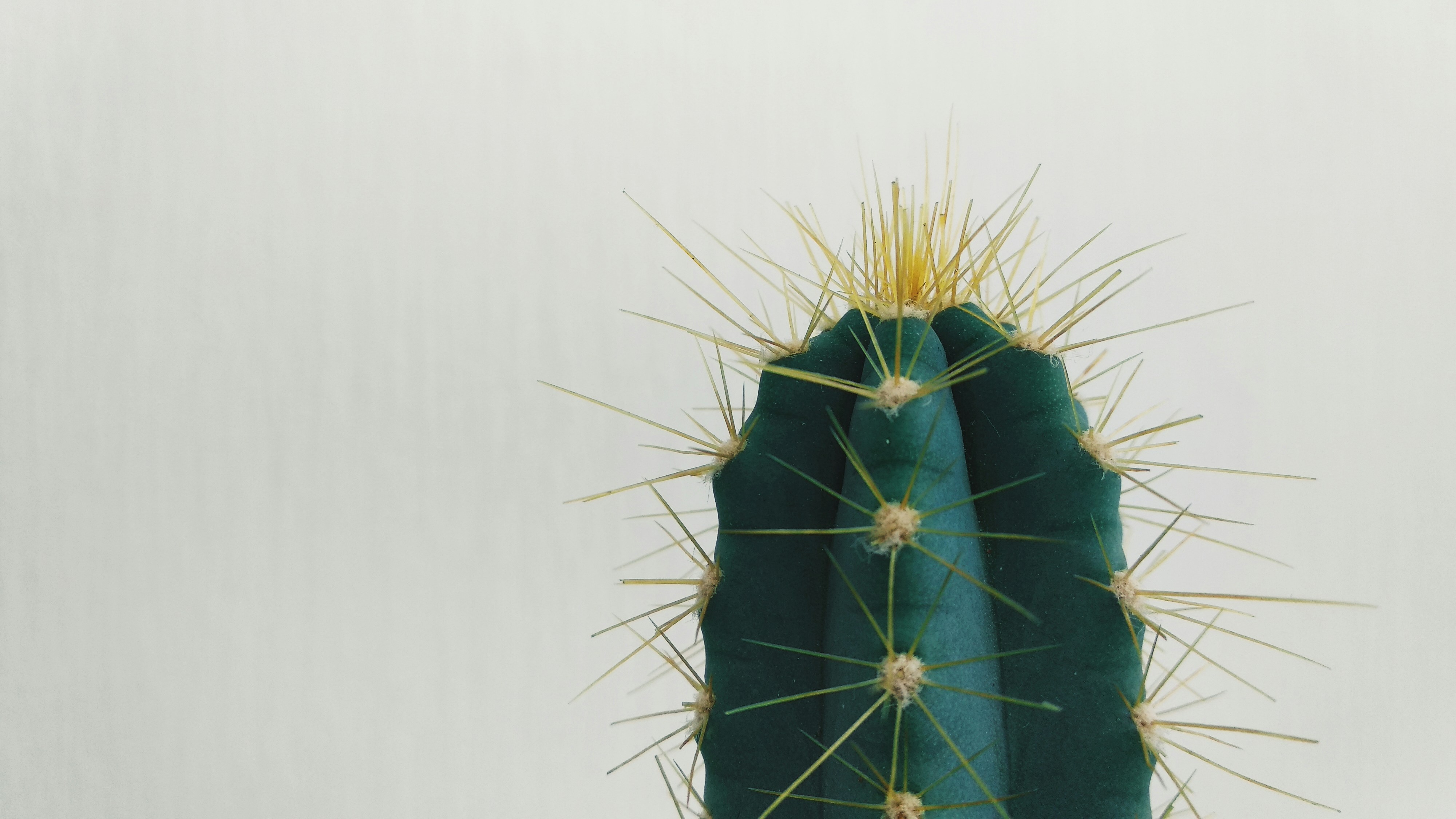 Close-up of a vibrant green cactus with prominent spines against a soft, neutral background.