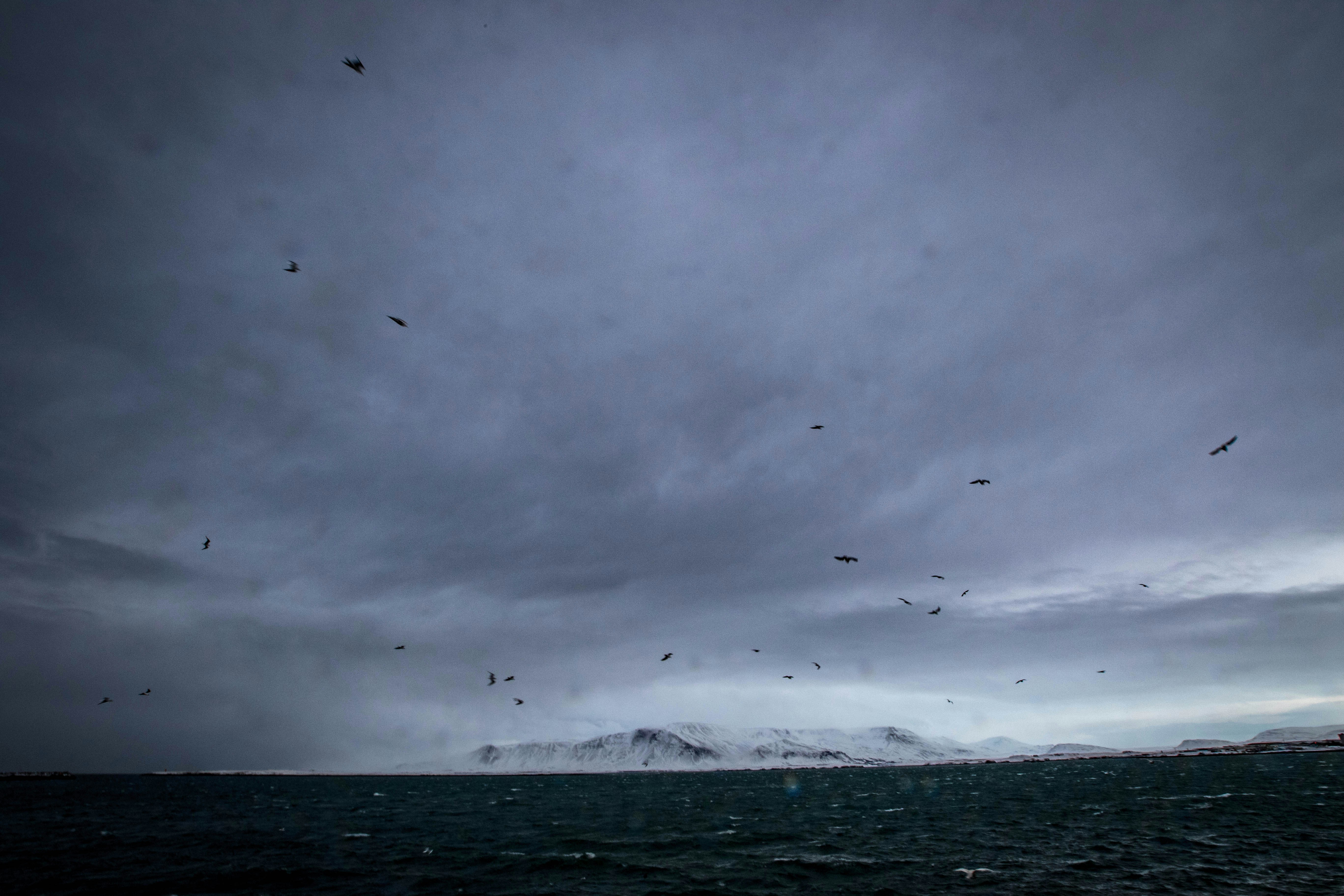 Migratory Gesture Over Arctic Seas