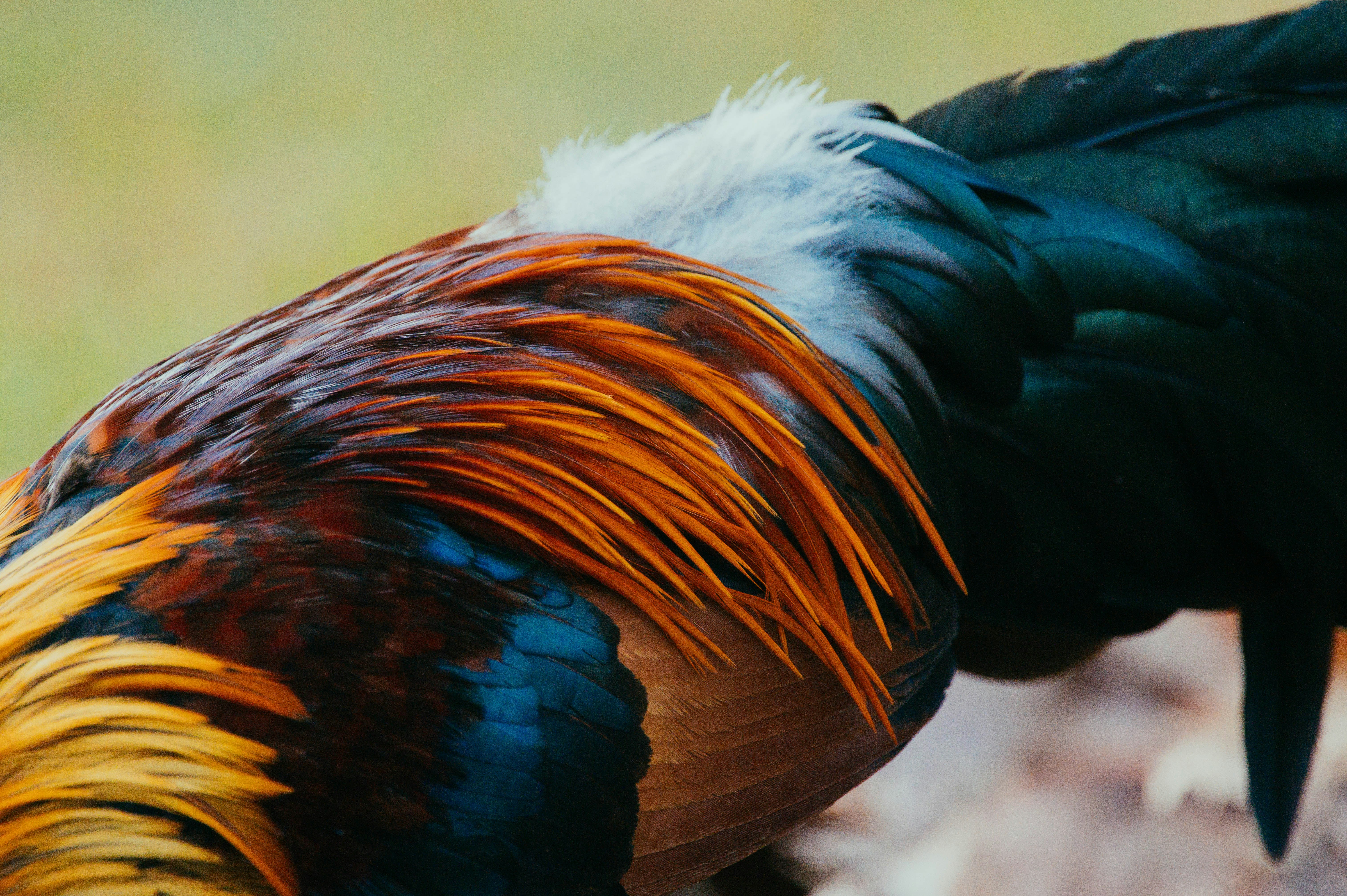Ember-Forge Plumes: a close-up of vivid rooster plumage