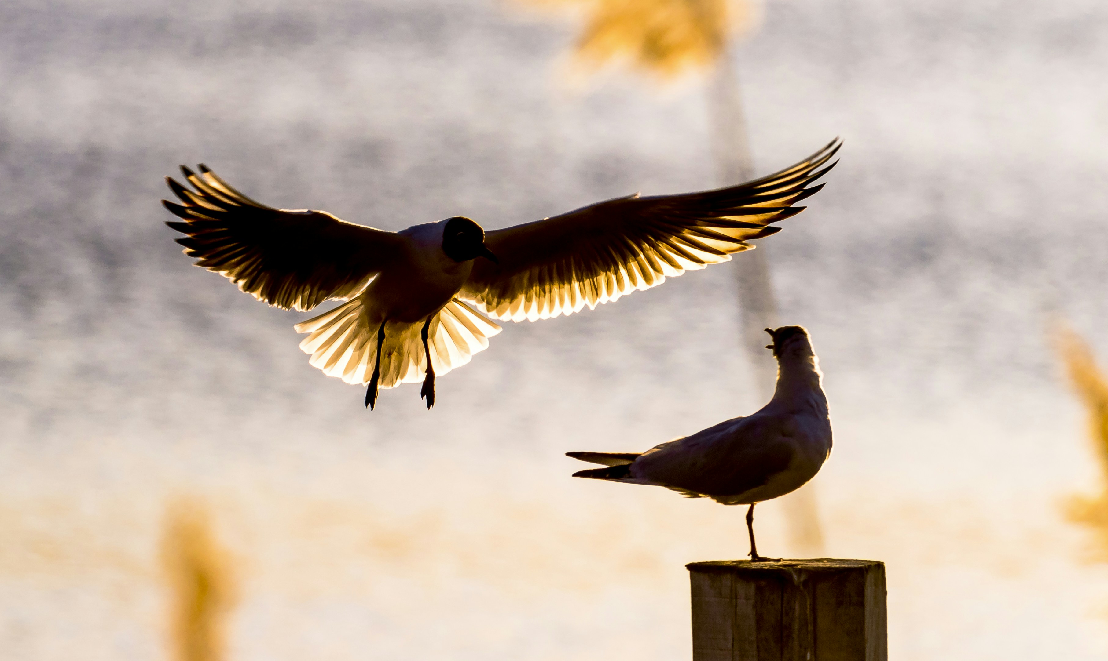 Backlit Wings Over Golden Light: Seagull in Flight Meets a Perched Silhouette