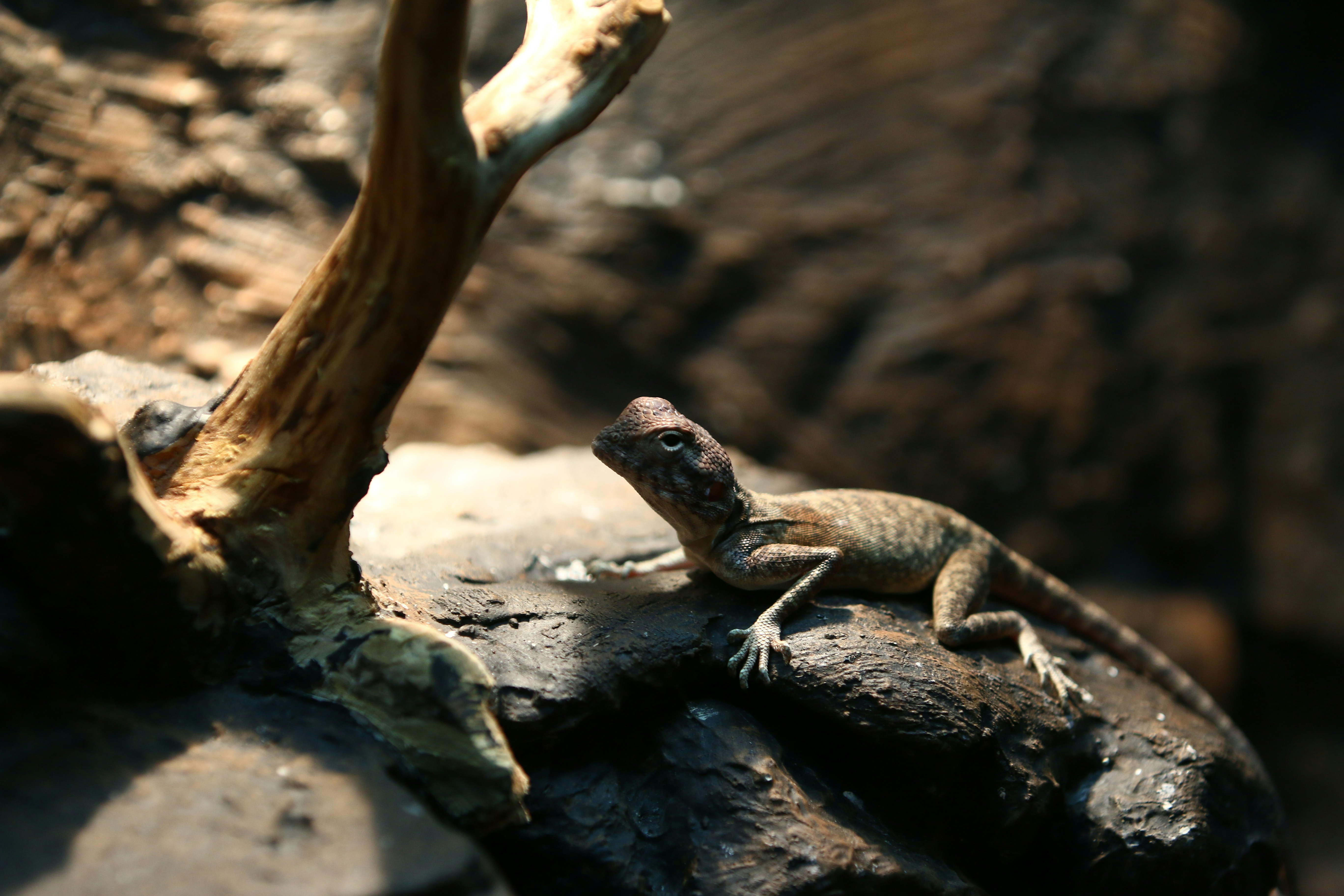 A lizard perched on a rocky surface, observing its surroundings with keen interest. The natural textures of the rocks and the lizard's intricate patterns create a harmonious scene.
