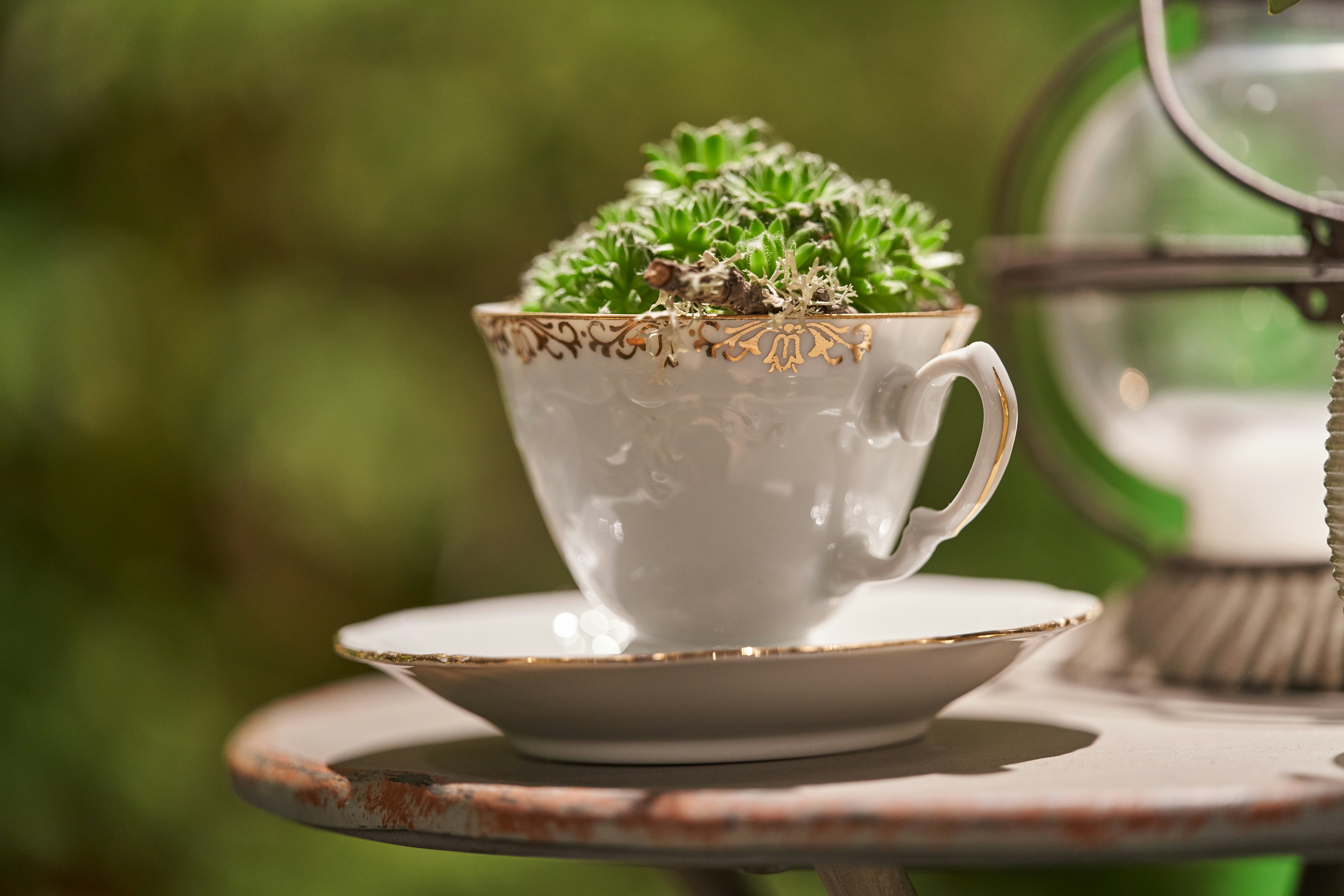 Delicate porcelain cup adorned with gold trim, filled with lush green succulents, resting on a rustic wooden table beside an antique lantern.