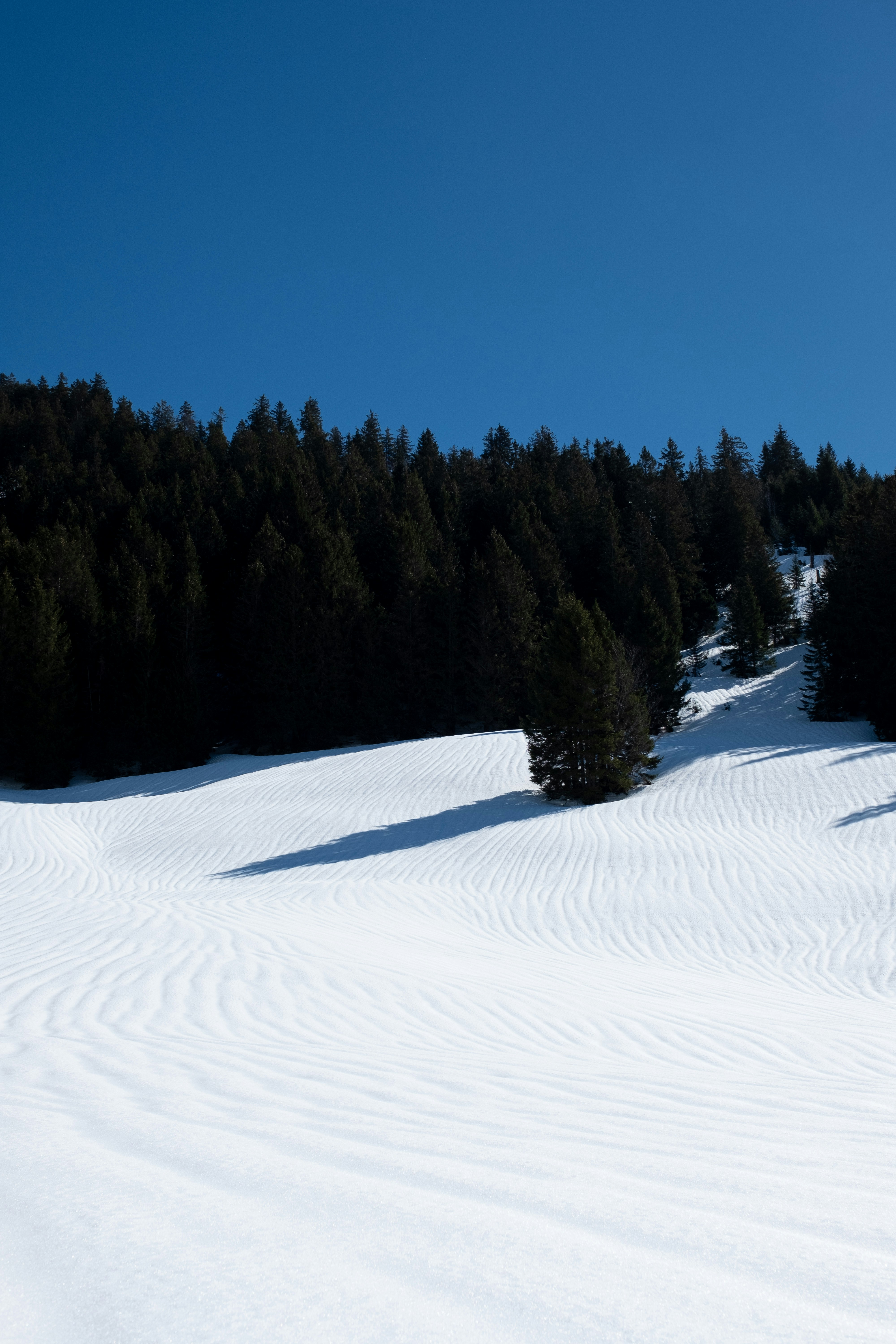 A pristine snowfield stretches toward a dark pine forest under a clear blue sky; a lone tree casts a long shadow across wind-sculpted snow. This is an outdoor landscape to showcase texture and contrast.