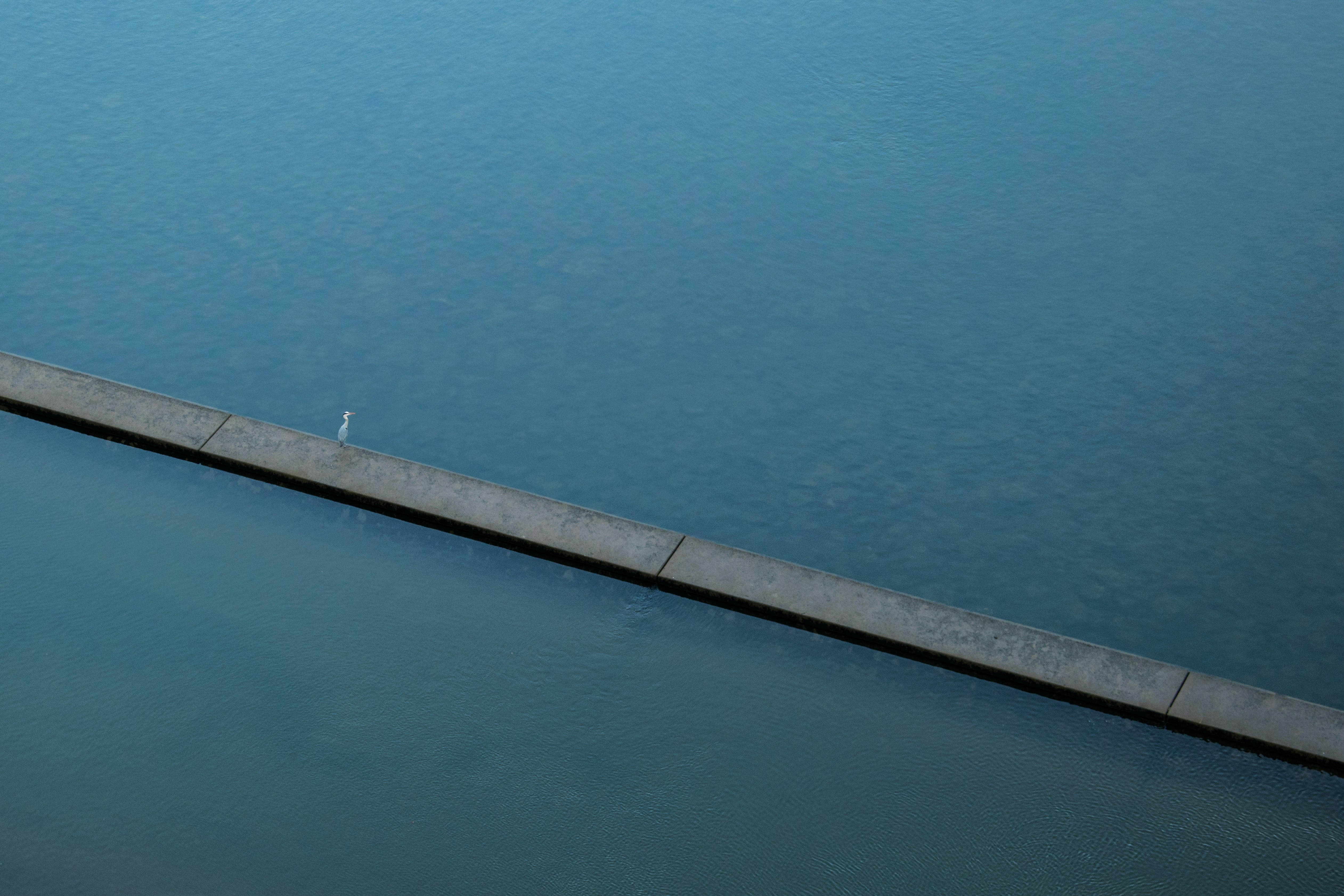 Lone gull on a diagonal breakwater dividing twin blue pools