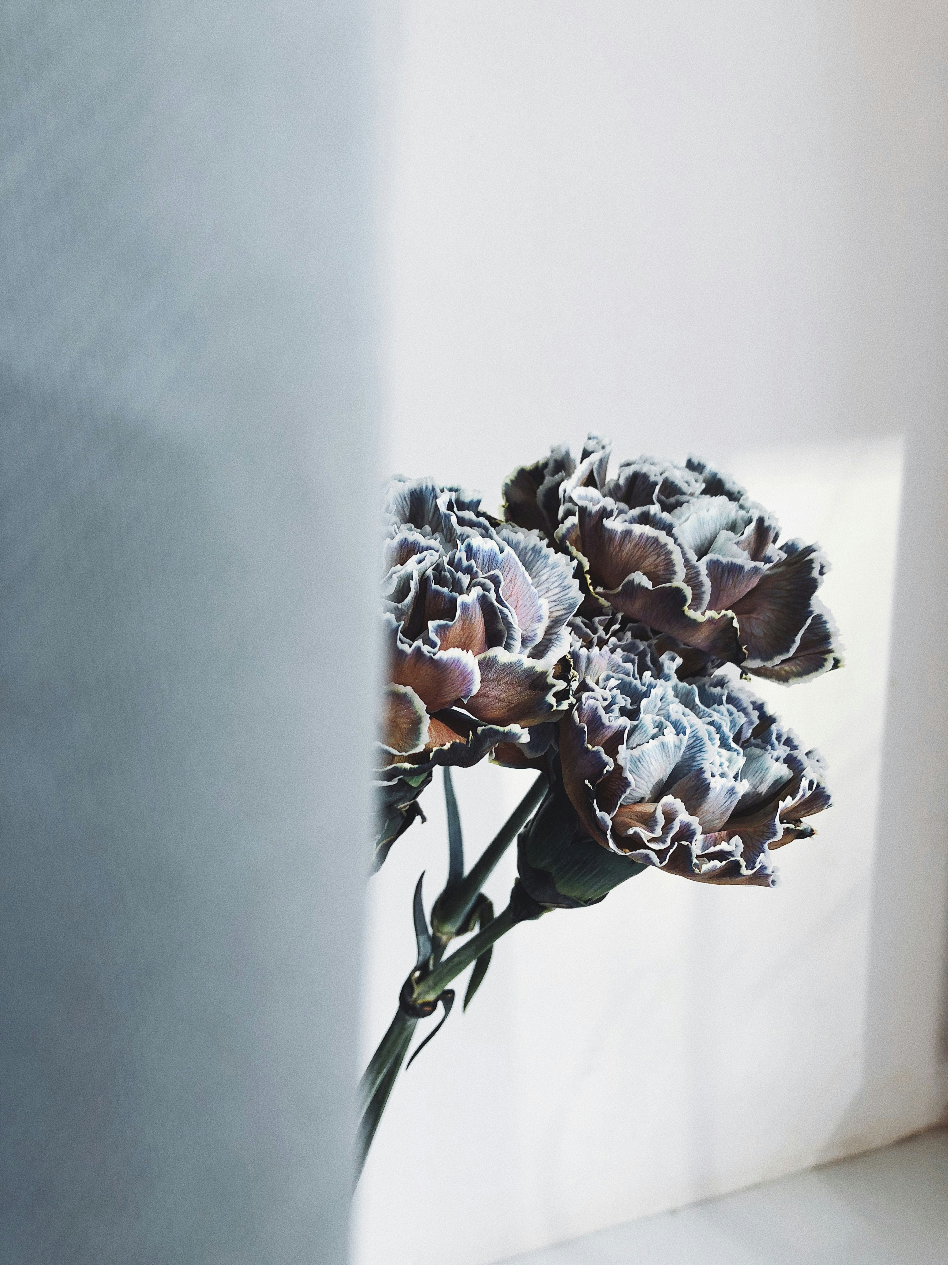 Frosted Petals in Soft Light