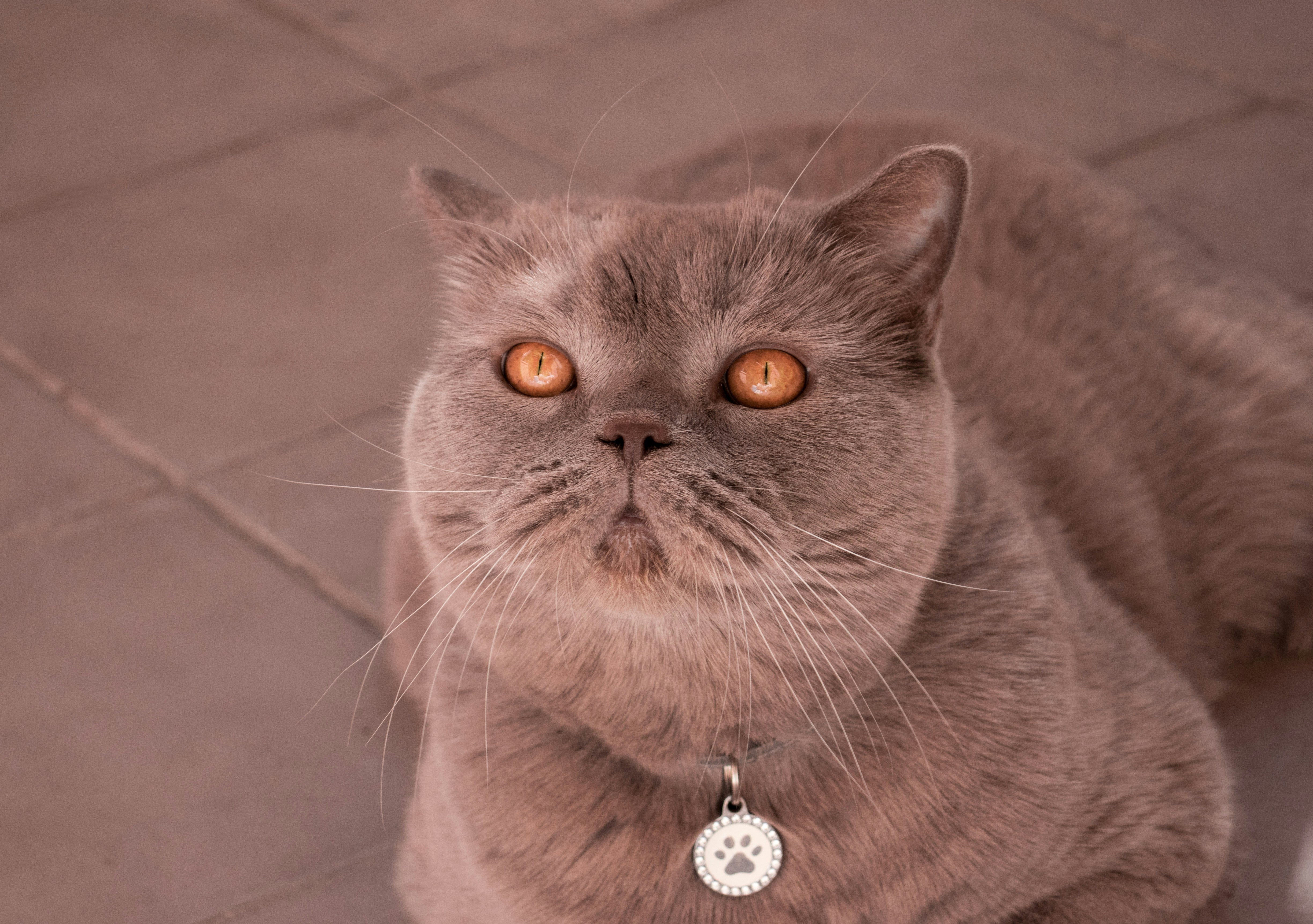 Gray cat with striking orange eyes gazing thoughtfully, adorned with a collar and tag, resting on a tiled surface.