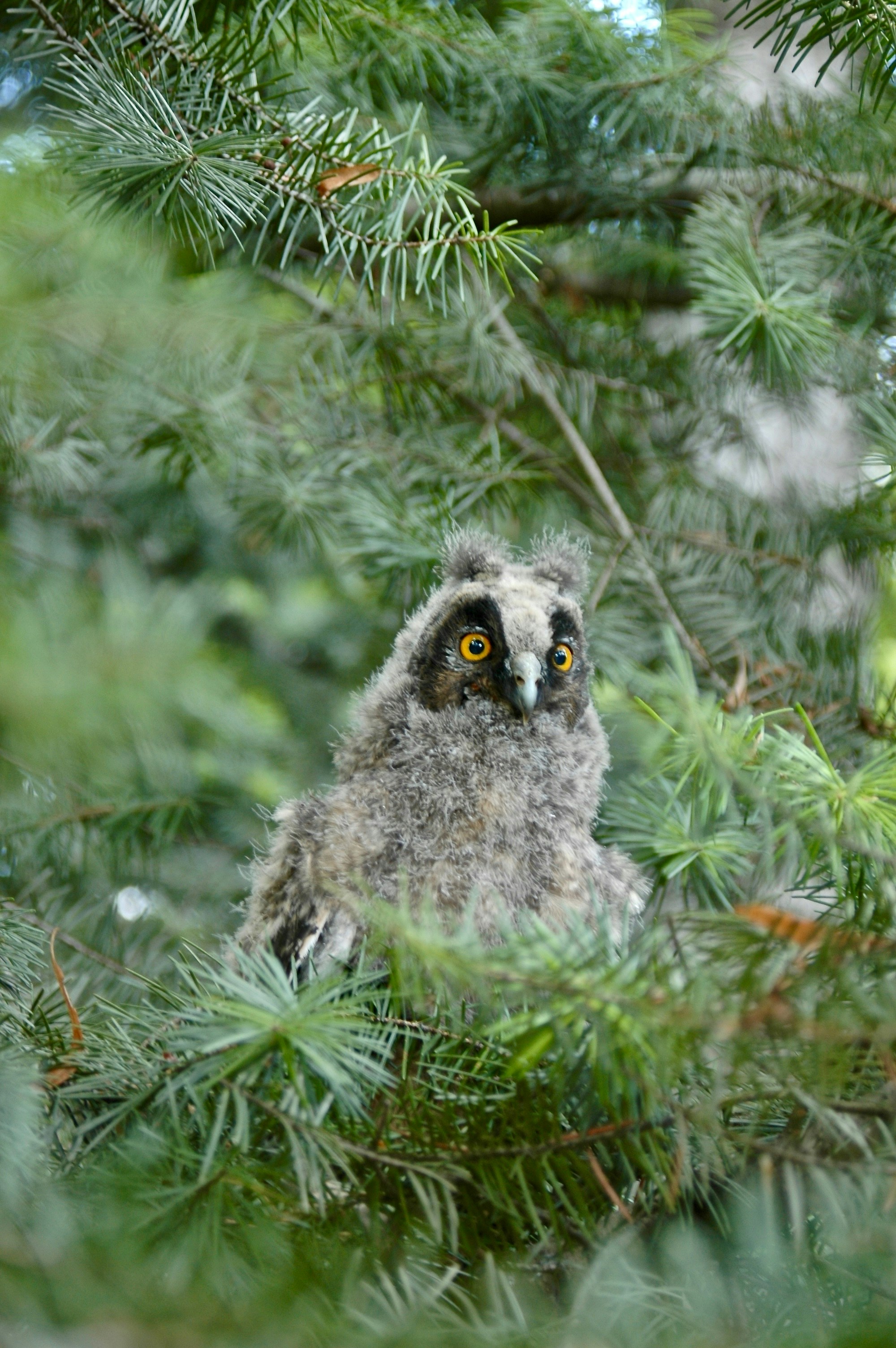 A young owl peeks through the branches of a coniferous tree, showcasing its striking yellow eyes and fluffy feathers.