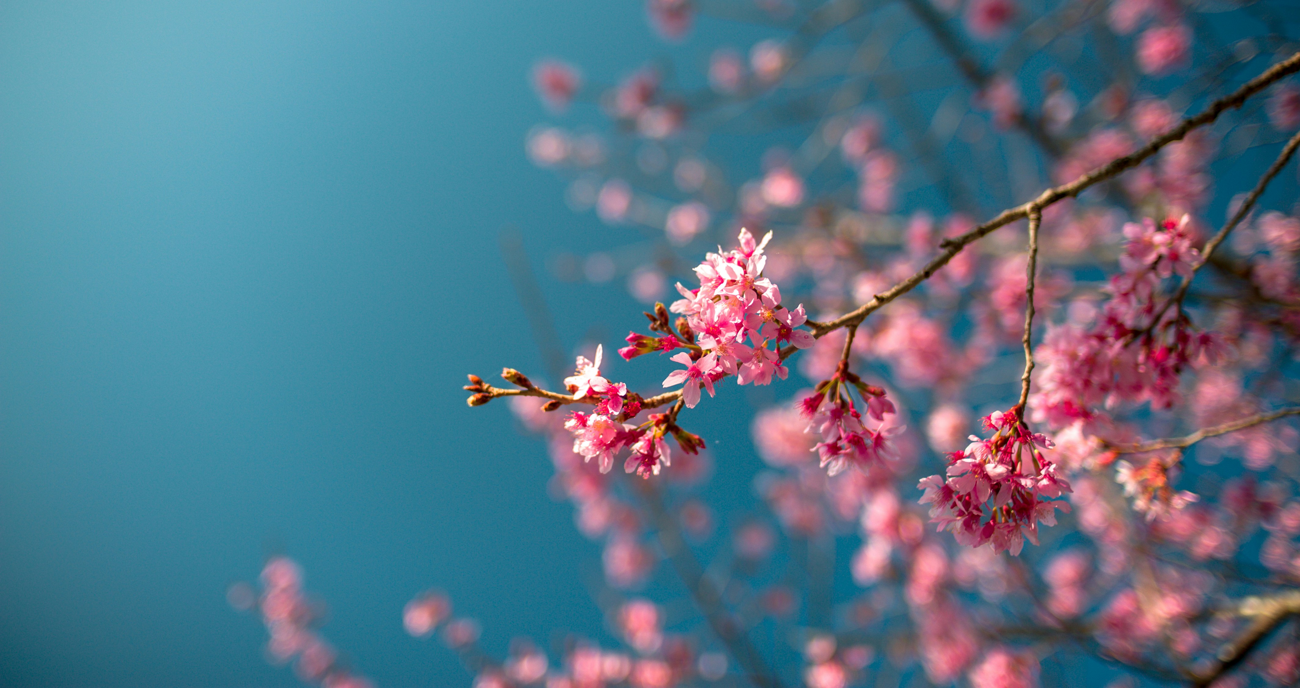 Pink cherry blossoms on a branch set against a clear blue sky.