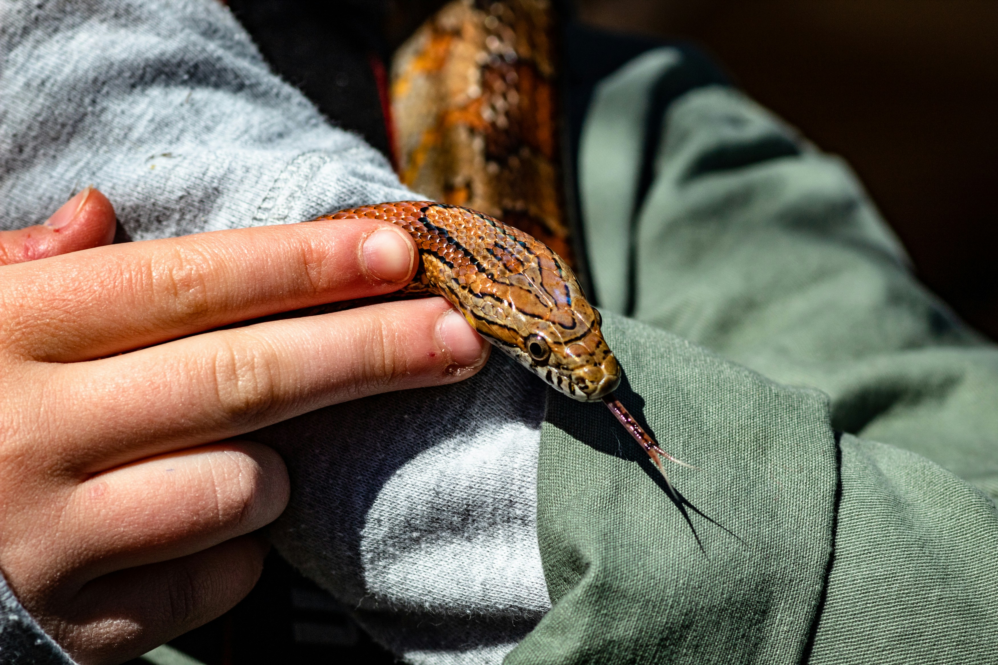 Touch of Scale: A Person Gently Trials a Small Python