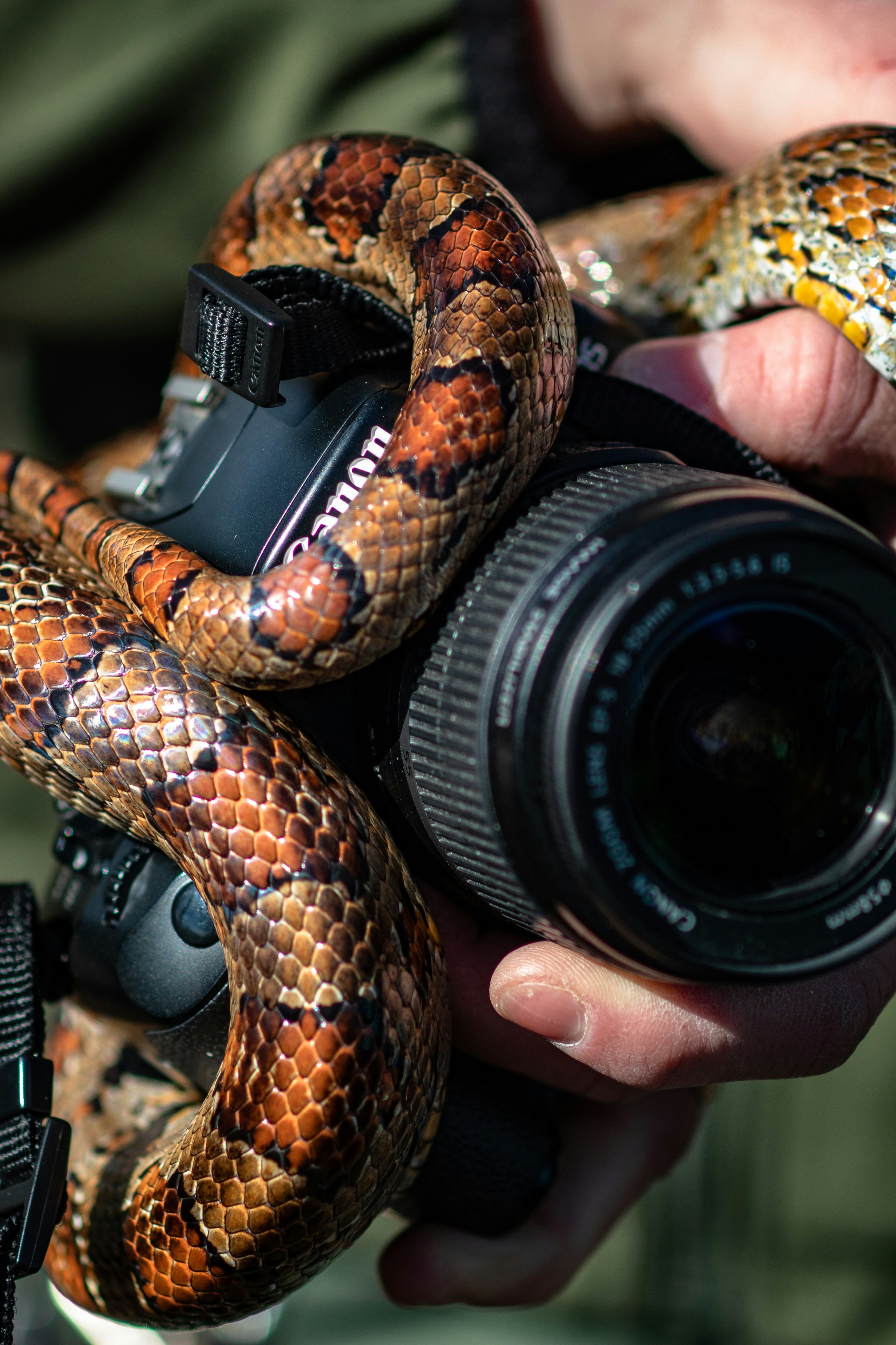 A corn snake wrapped around a camera as we photograph it.