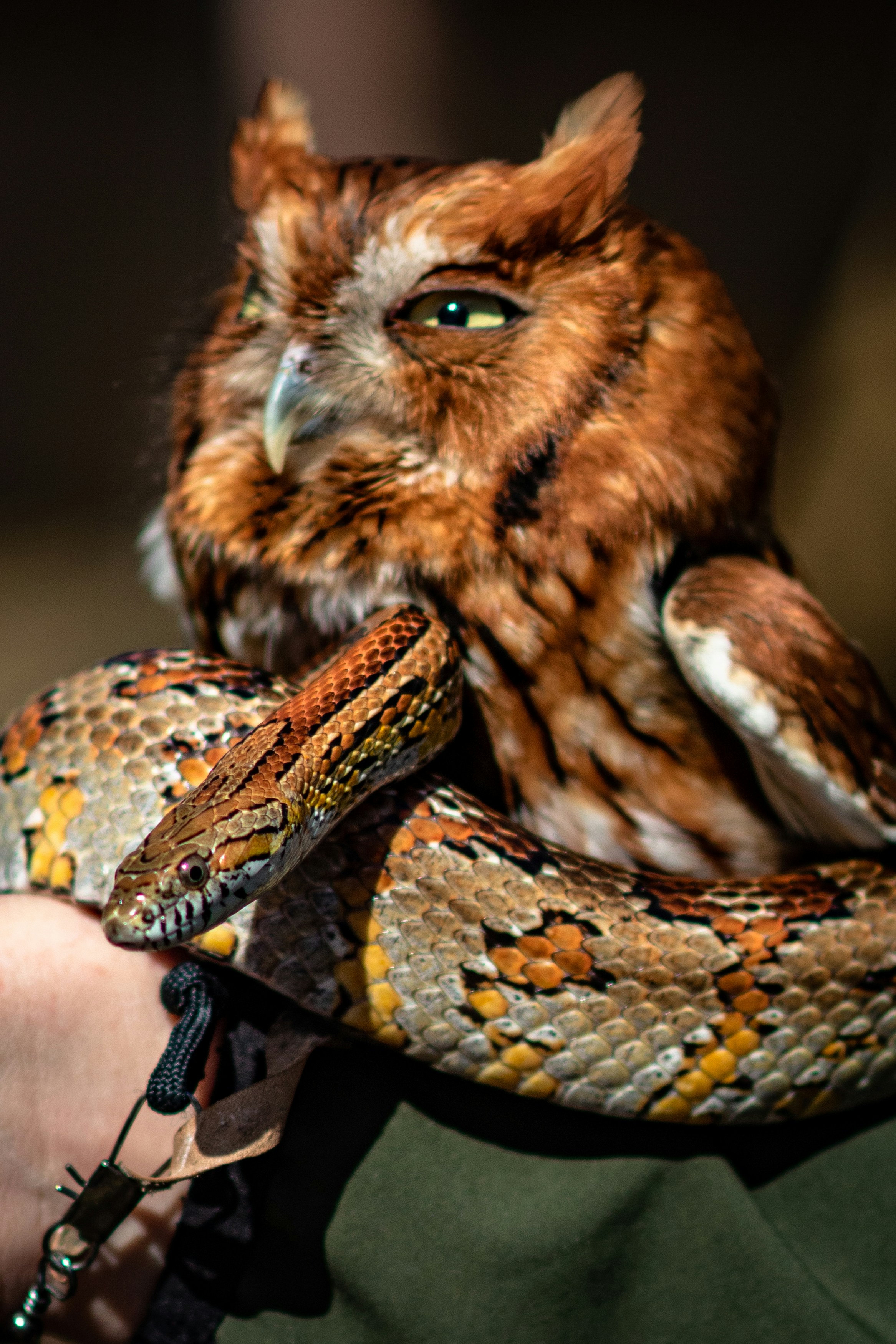 A ranger at Meeman-Shelby Forest State park holds both a screech owl and a corn snake together on her arm.  Neither really seemed to mind…they were rather indifferent with each other.
