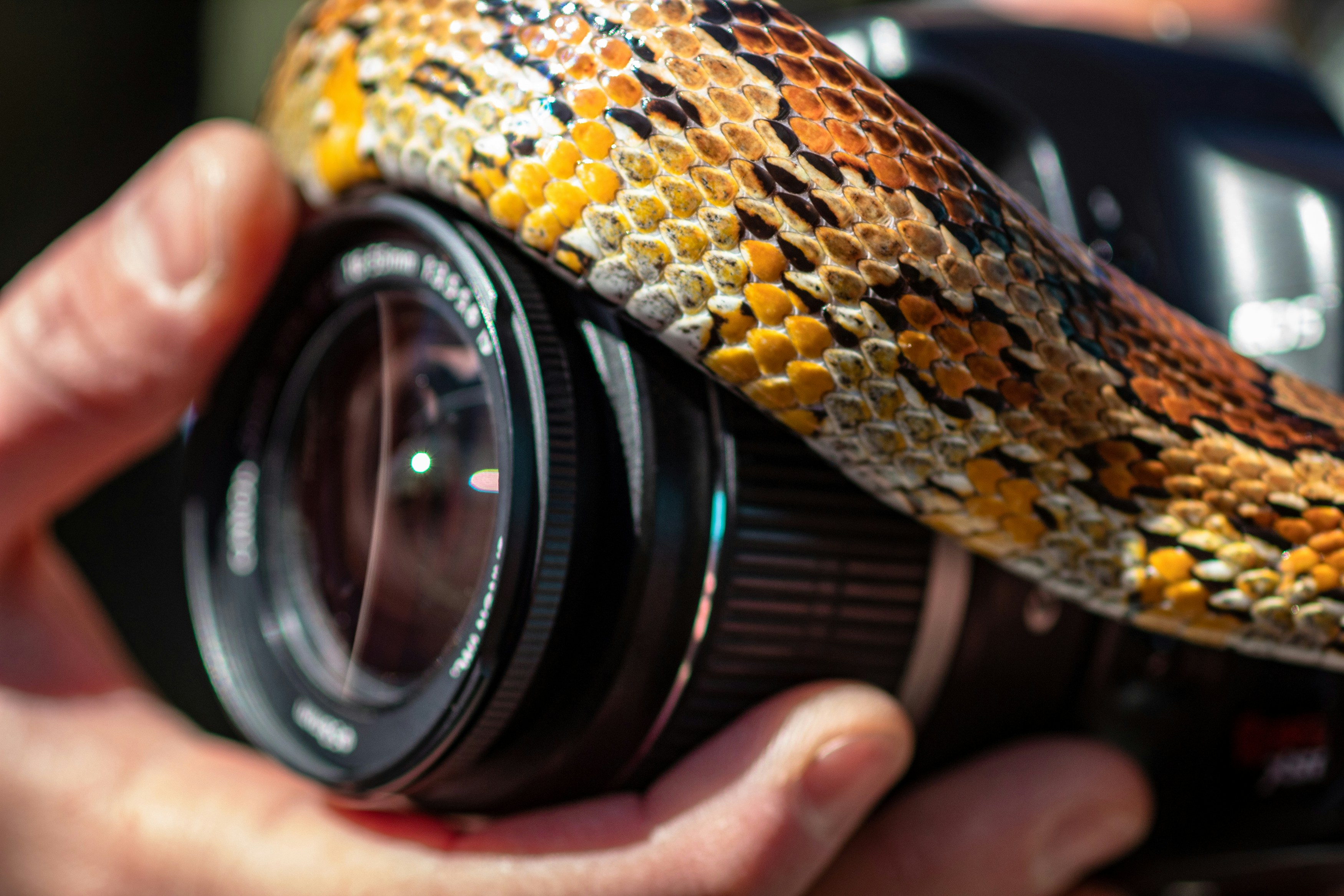A corn snake slithers across the lens of a camera.