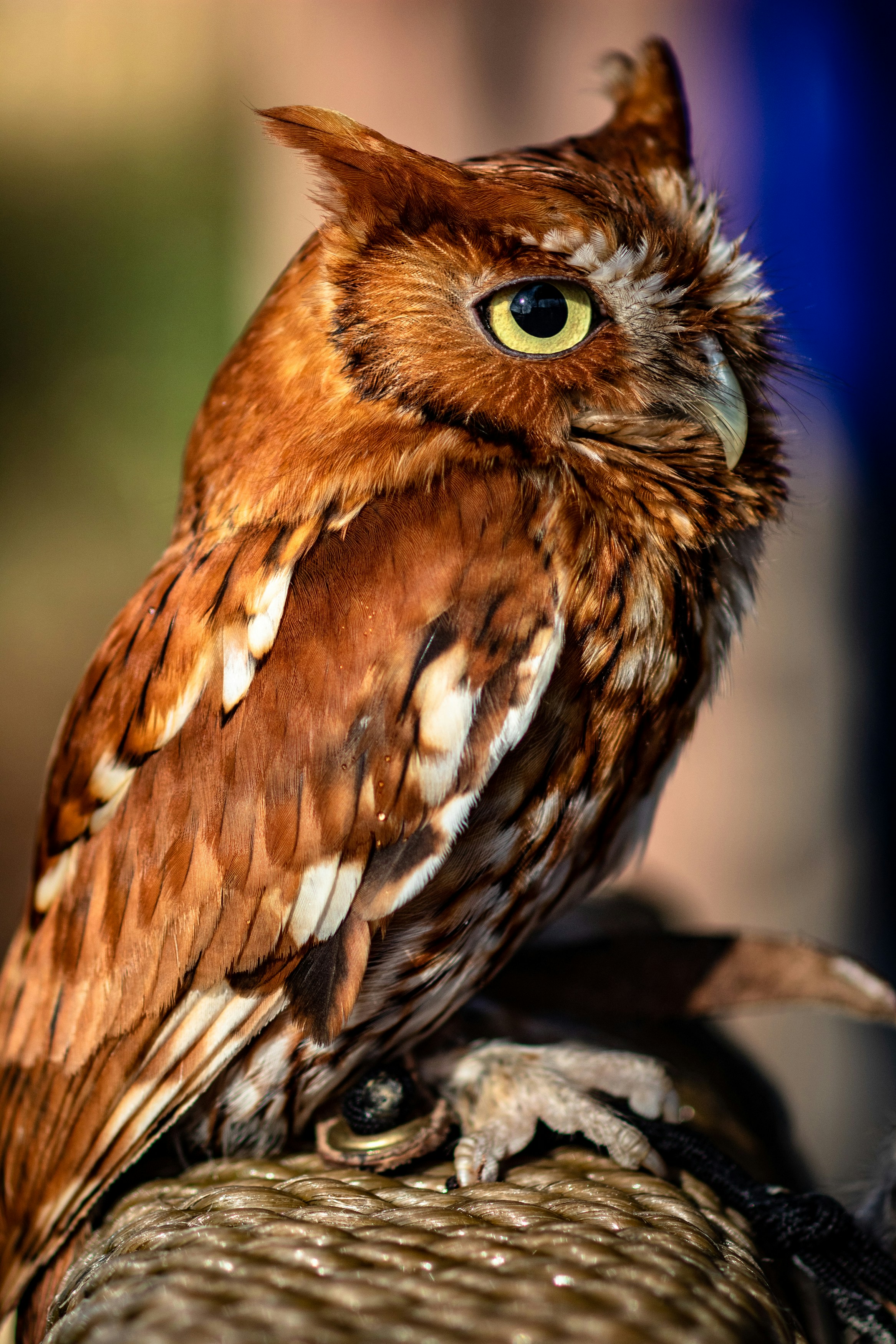 A screech owl is perched while we photograph.  I think it liked the attention.  It was injured by a car and is being cared for by park rangers at Meeman-Shelby Forest State Park.
