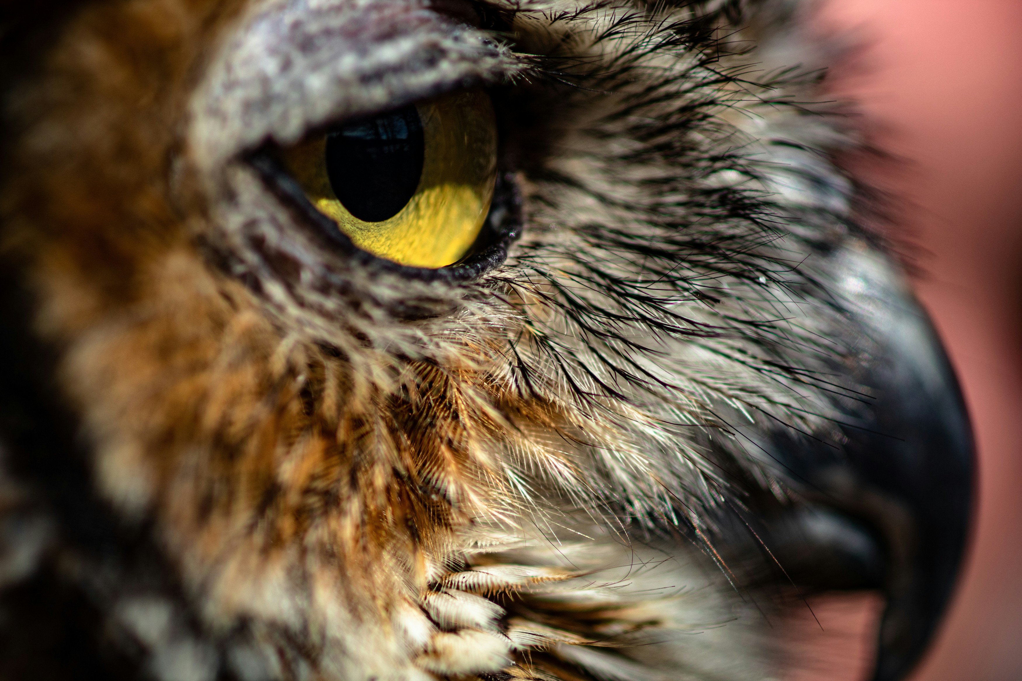 Extreme close-up of a great horned owl.  It was injured by a car and is being cared for by park rangers at Meeman-Shelby Forest State Park.