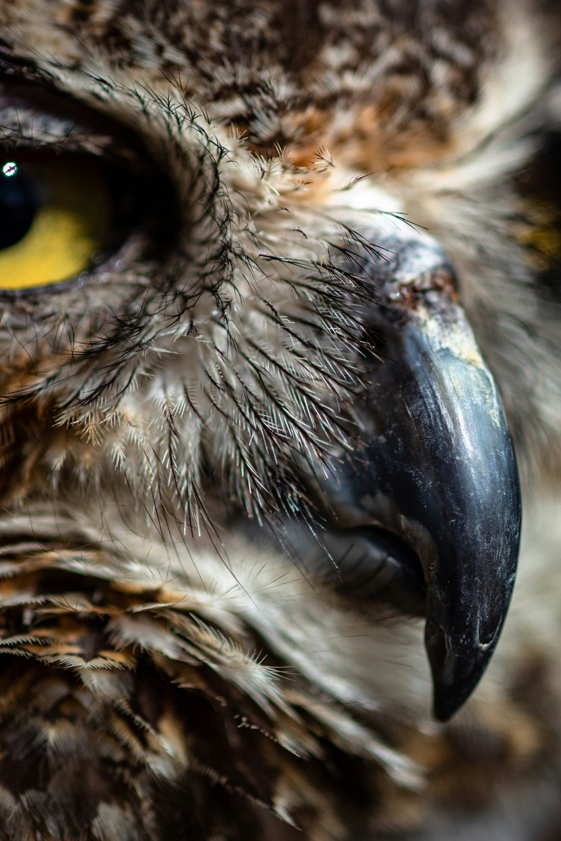 Close-up view of an owl's eye and beak, showcasing intricate feather details and striking yellow iris. The image captures the essence of this majestic bird's fierce expression.