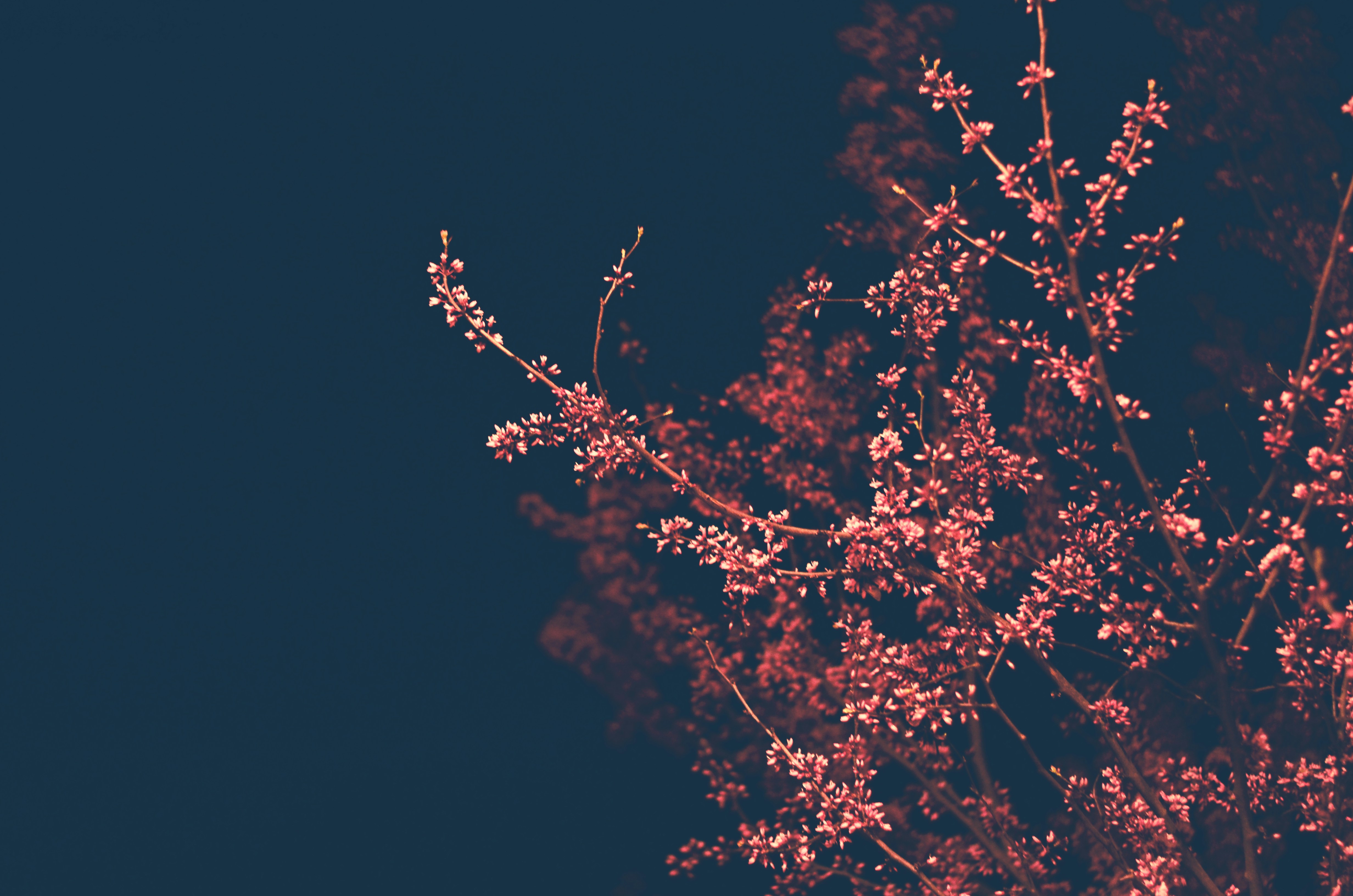 pink tree digital wallpaper