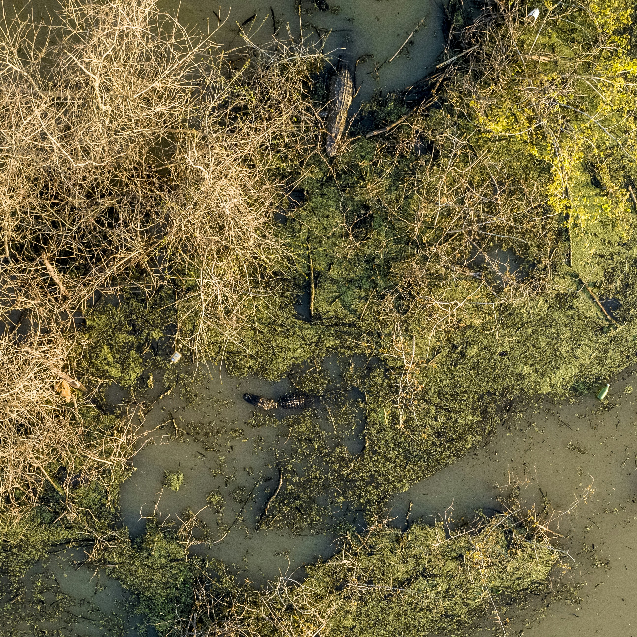 An alligator partially submerged in murky water surrounded by dry vegetation and aquatic plants. The scene captures the essence of a swamp habitat.