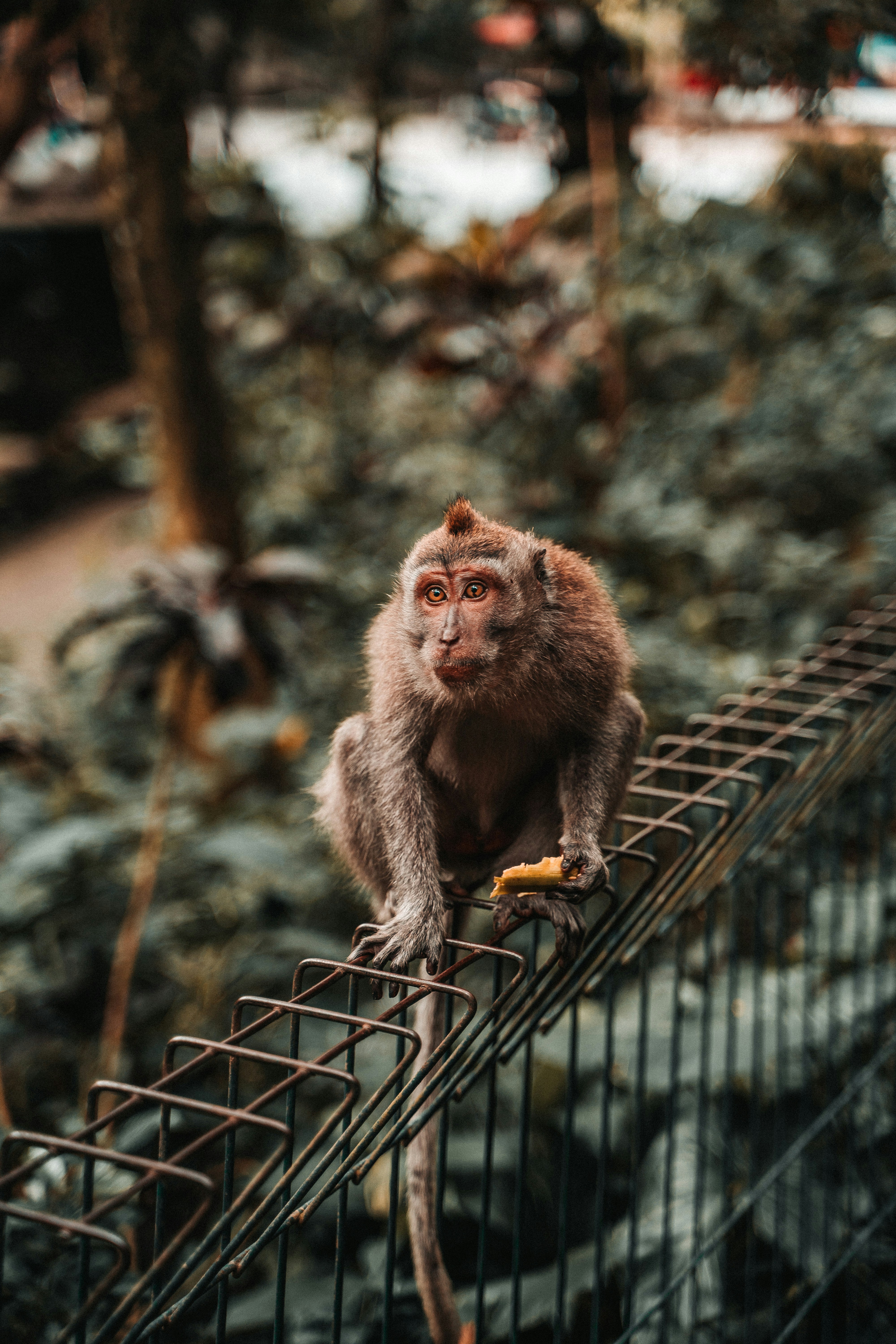 Eyes on the Edge: A Monkey's Quiet Moment on a Rusted Fence