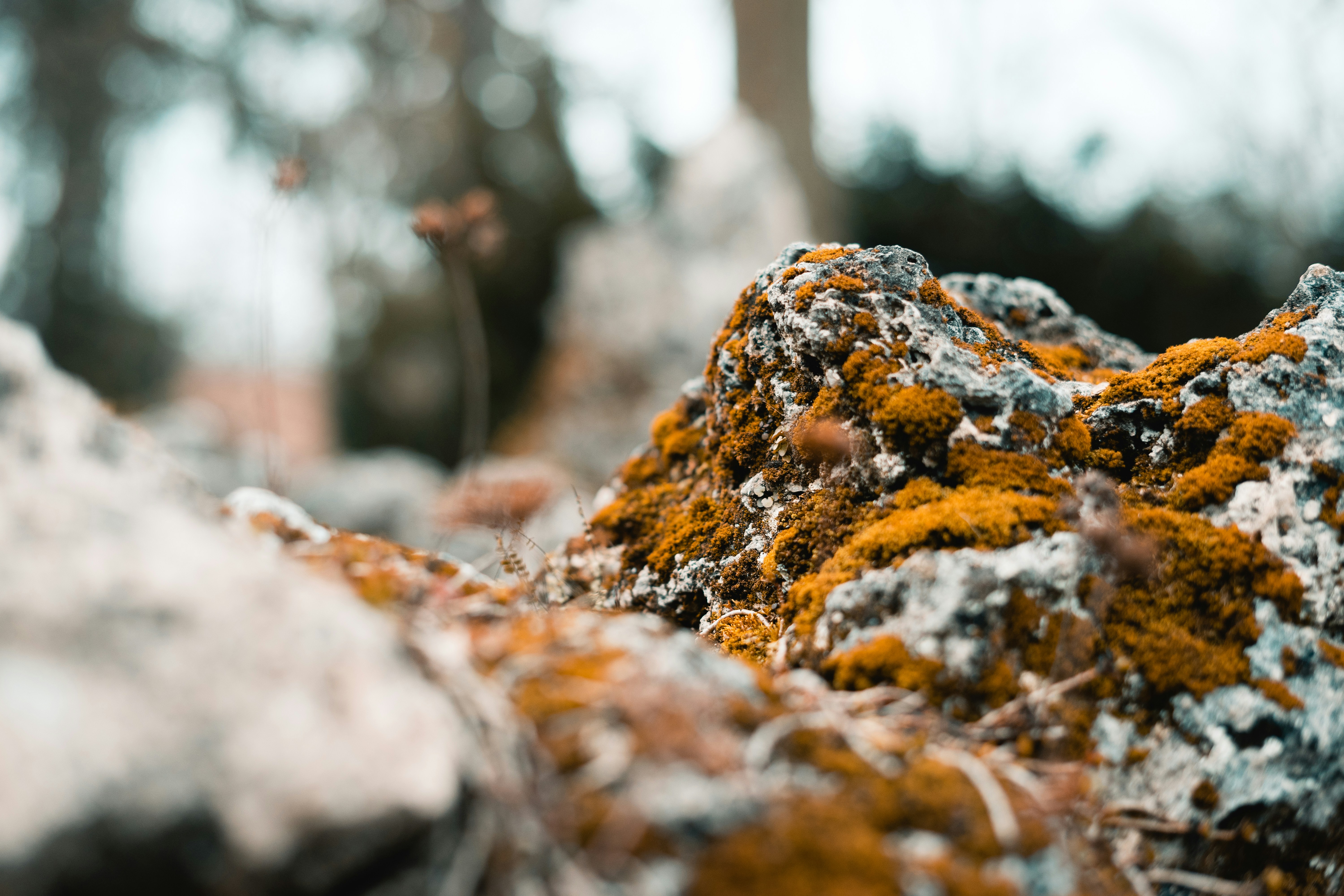 Close-up of moss and lichen on a rock with a blurred background.