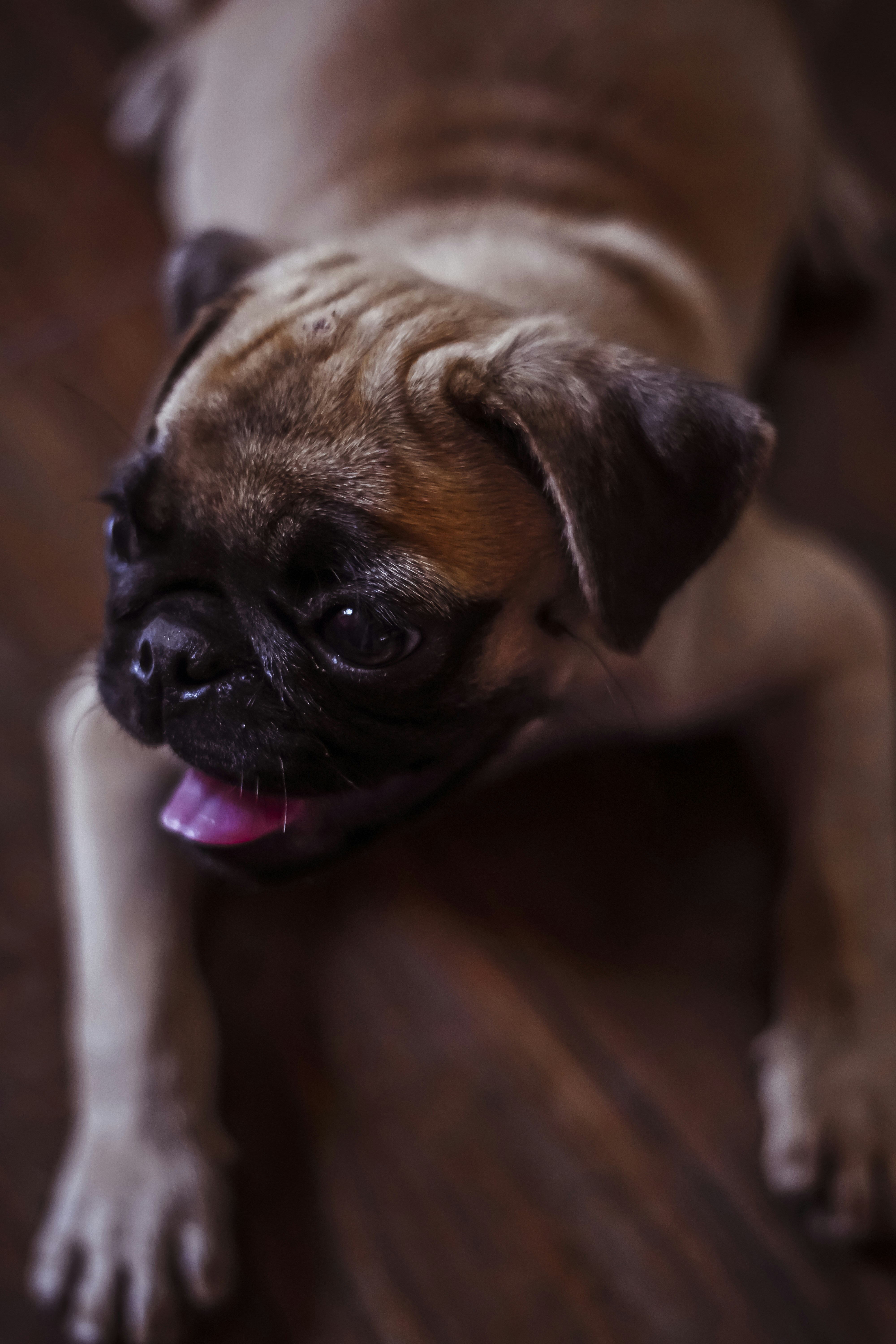 Tongue Out on Timber: A Cozy Close-Up of a Pug at Home