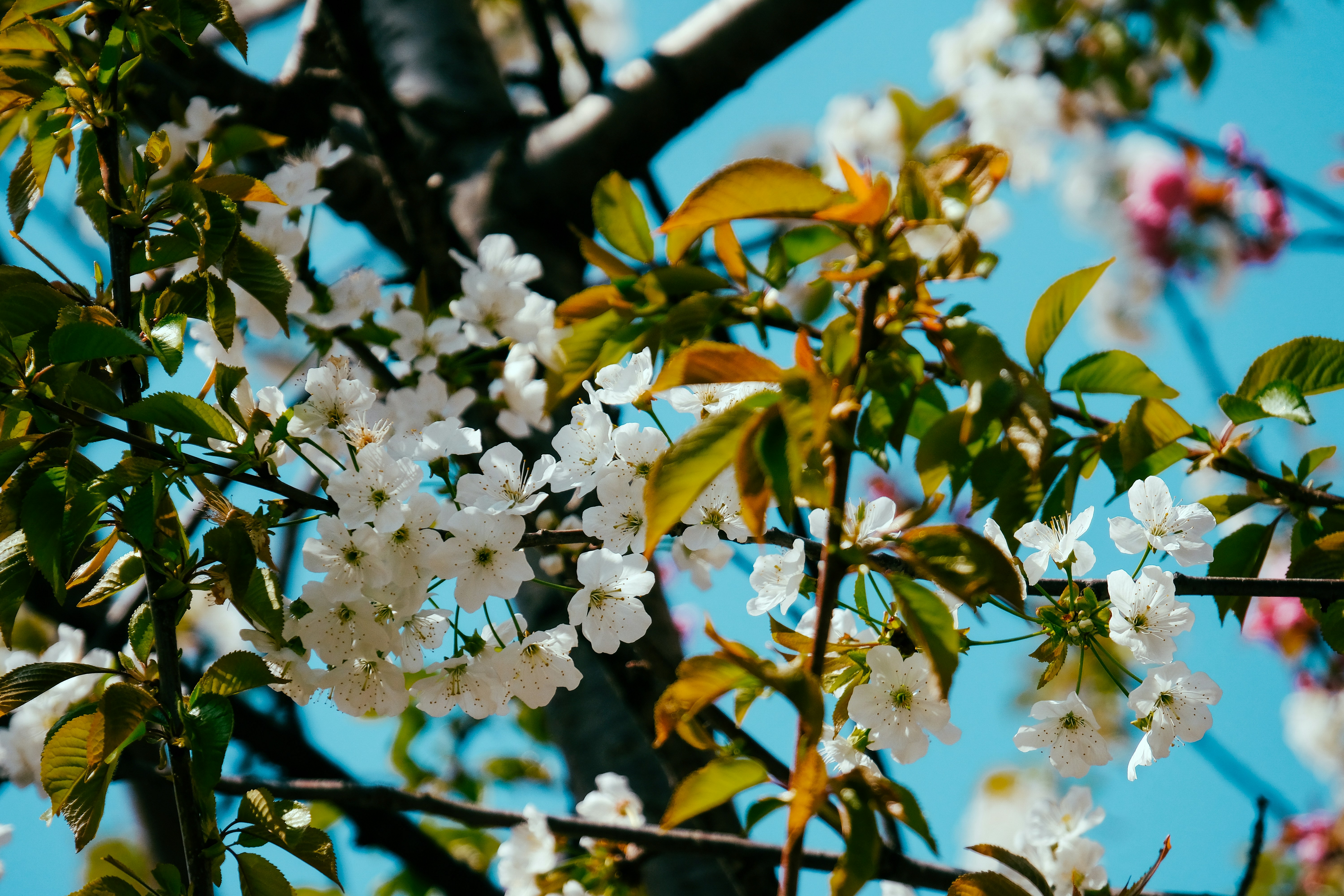 Sunlit White Blossoms Framed by a Brilliant Sky