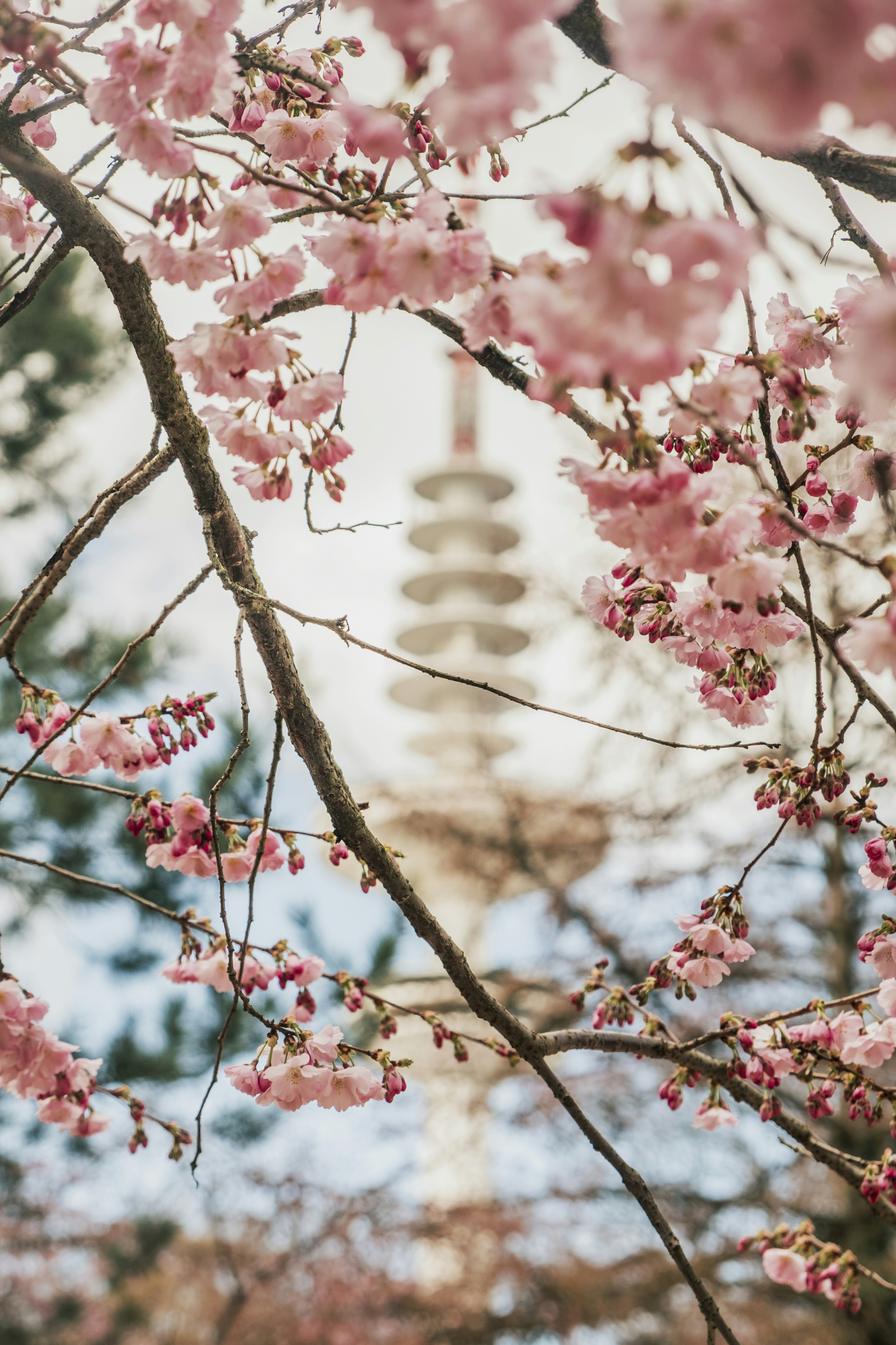 Cherry blossoms frame the view of a pagoda tower, creating a serene blend of nature and architecture.